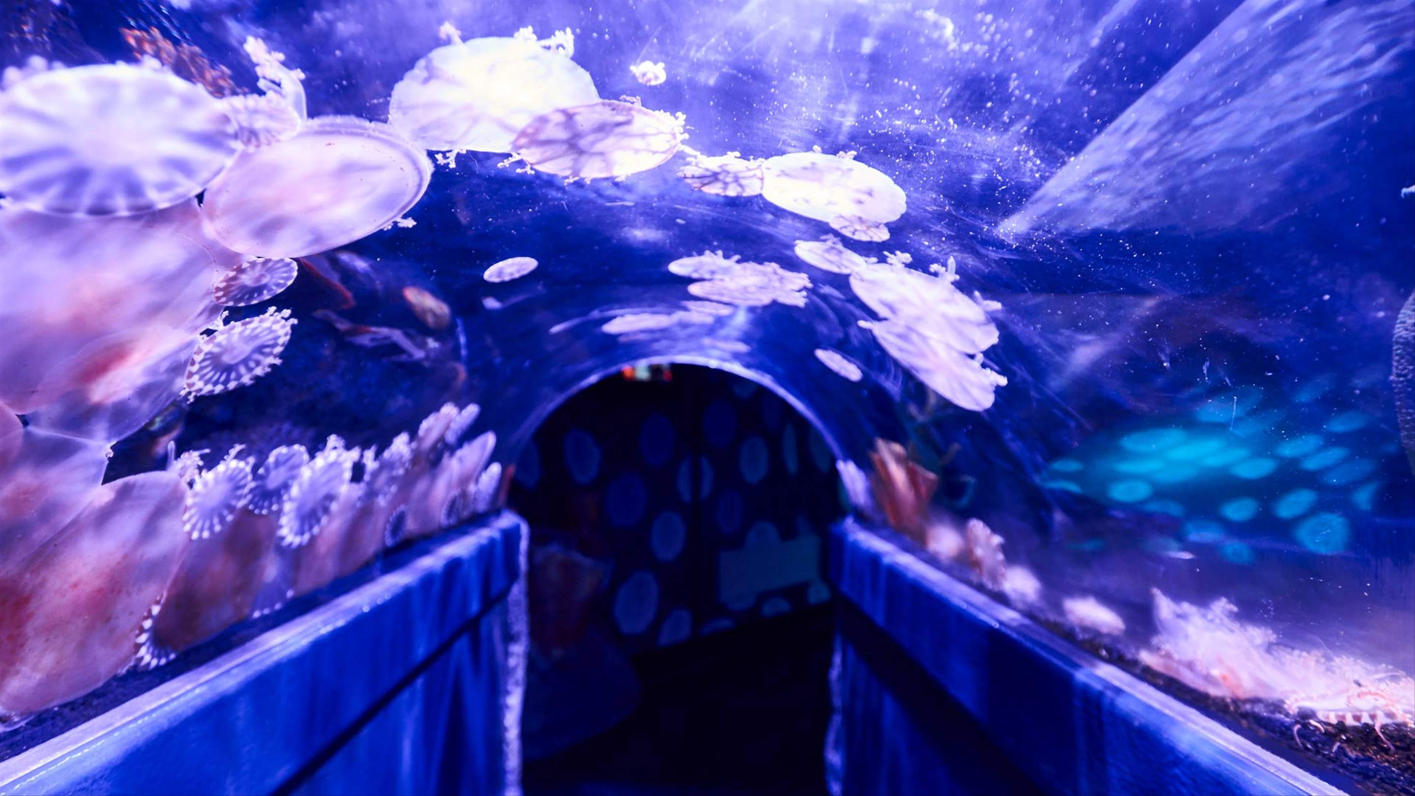 Ocean Invaders - Concrete Playground