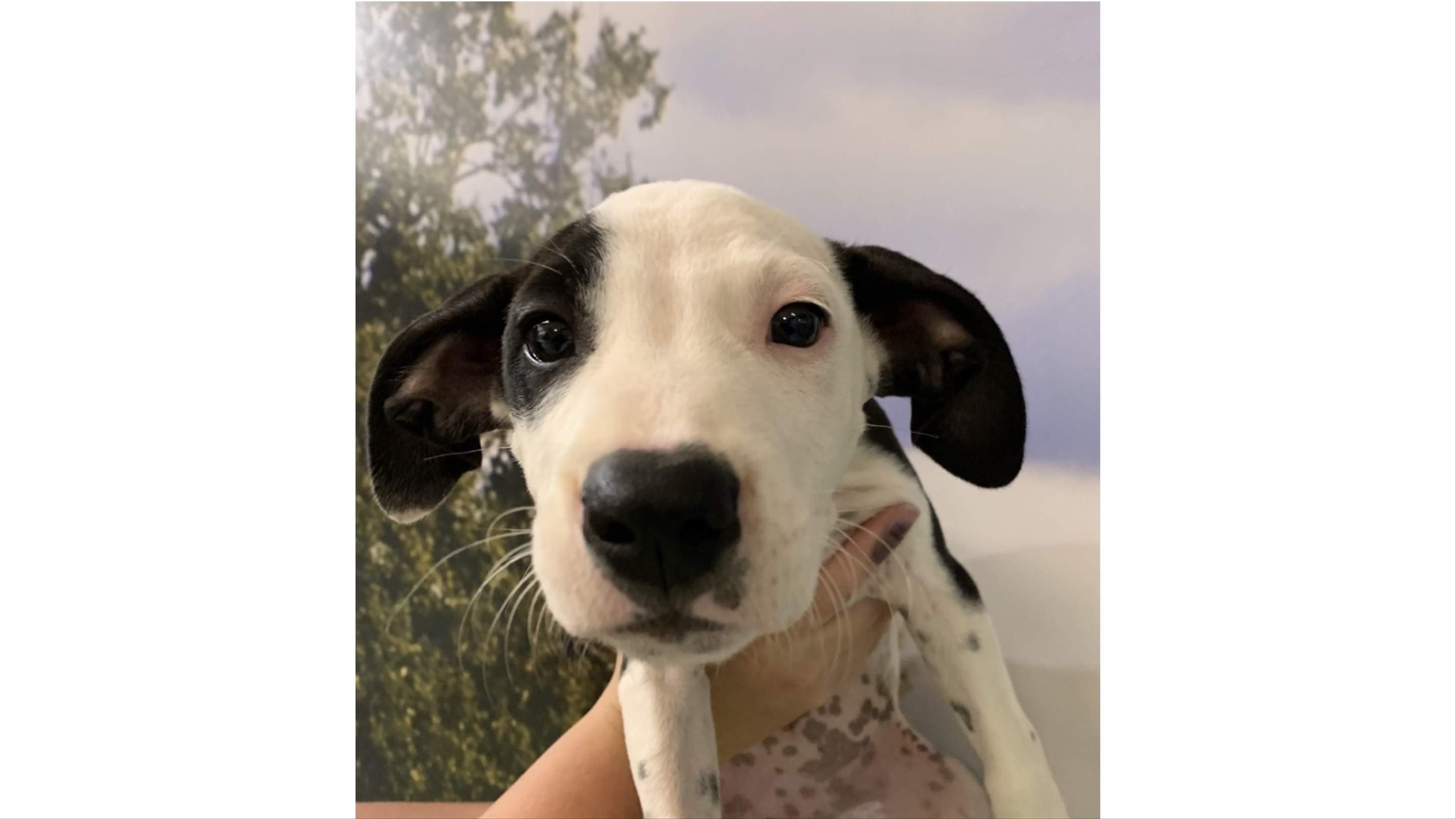 The RSPCA Wants You to Adopt an Animal This Weekend - Concrete Playground