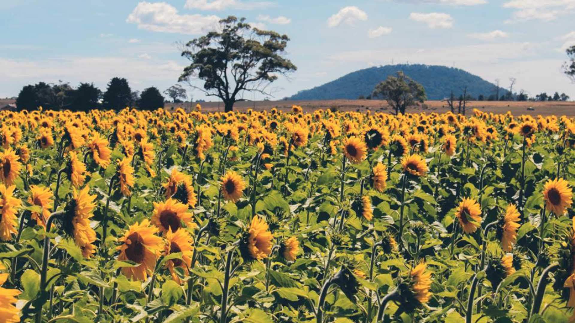 Pick Your Own Sunflowers - Concrete Playground