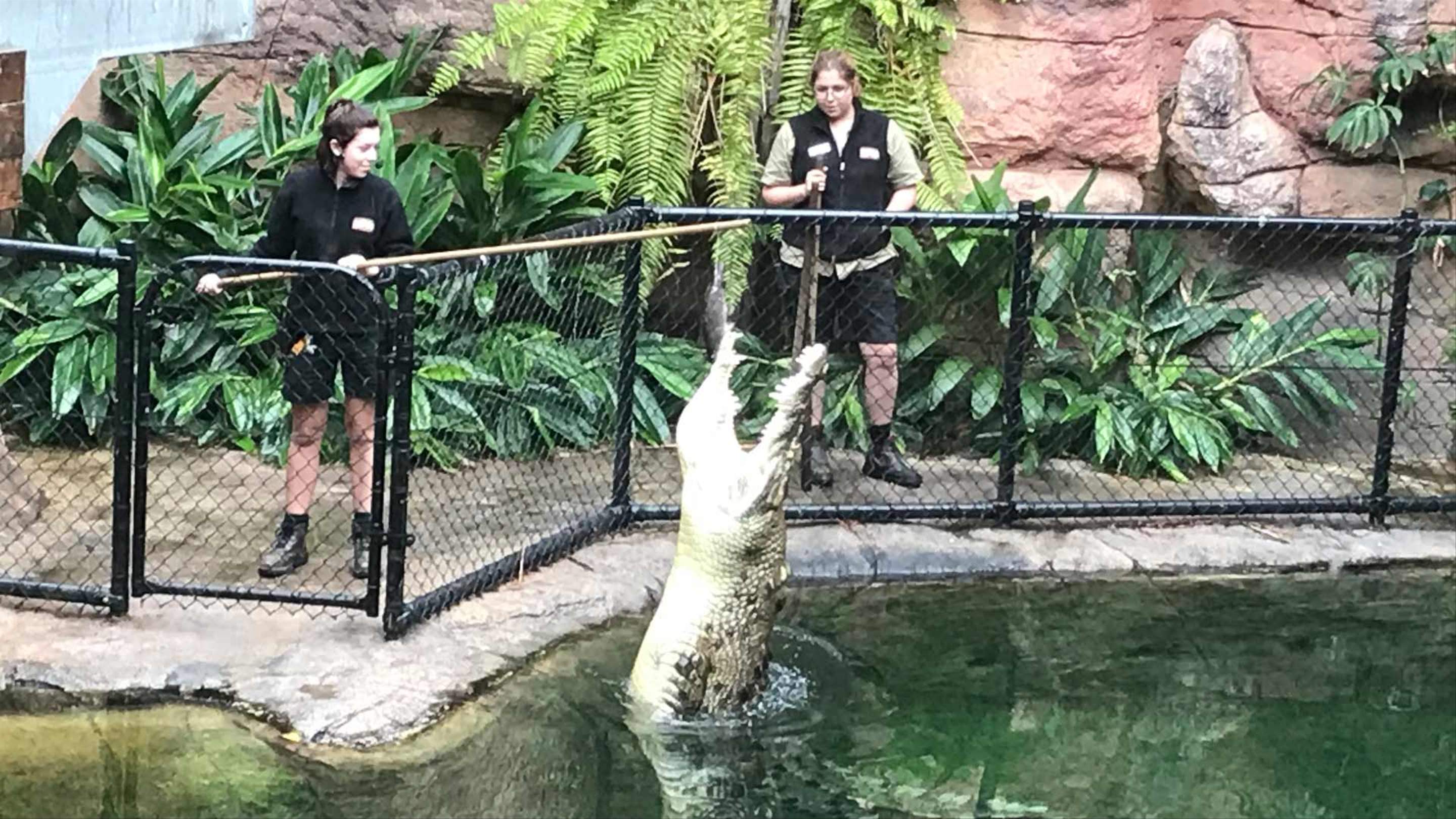 Live-Stream: Feeding Time with Rocky the Crocodile - Concrete Playground