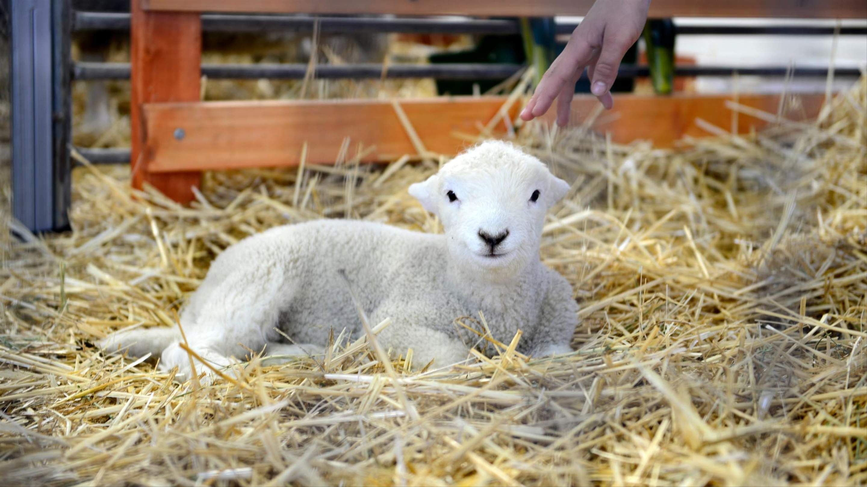 The Royal Melbourne Show Has Announced Its Showbag Lineup for 2025 ...