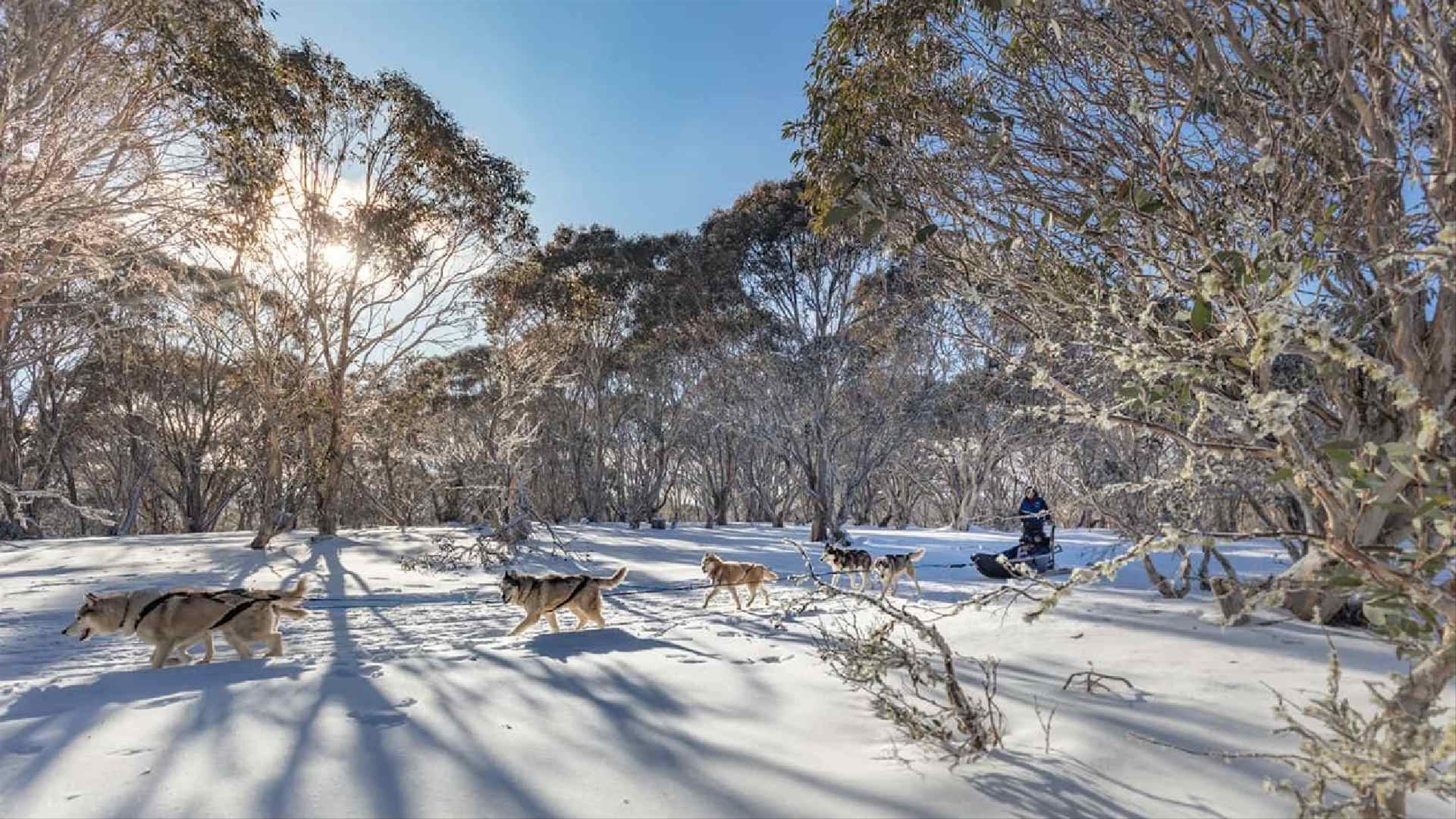Eight Victorian Snow Experiences That Aren't Just Skiing or ...