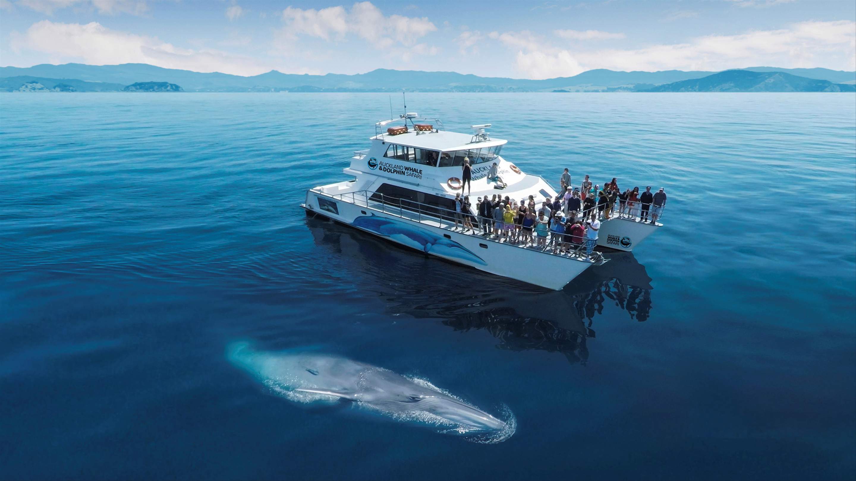 Our Auckland: Five Unforgettable Animal Encounters Our Readers Love to ...