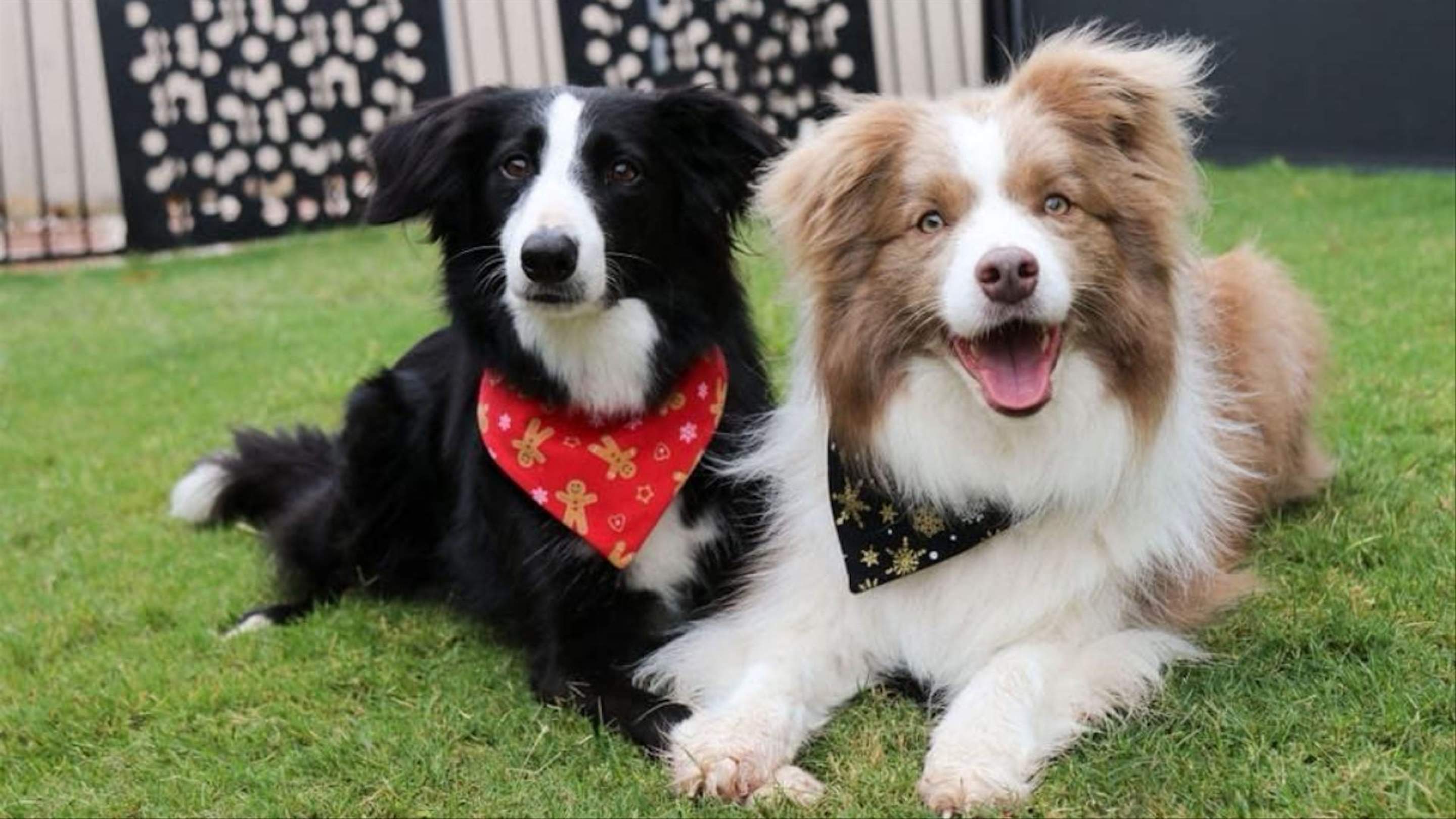 Ivory Coat Is Searching for 20 Adorable Dogs to Star in Its Next TV ...
