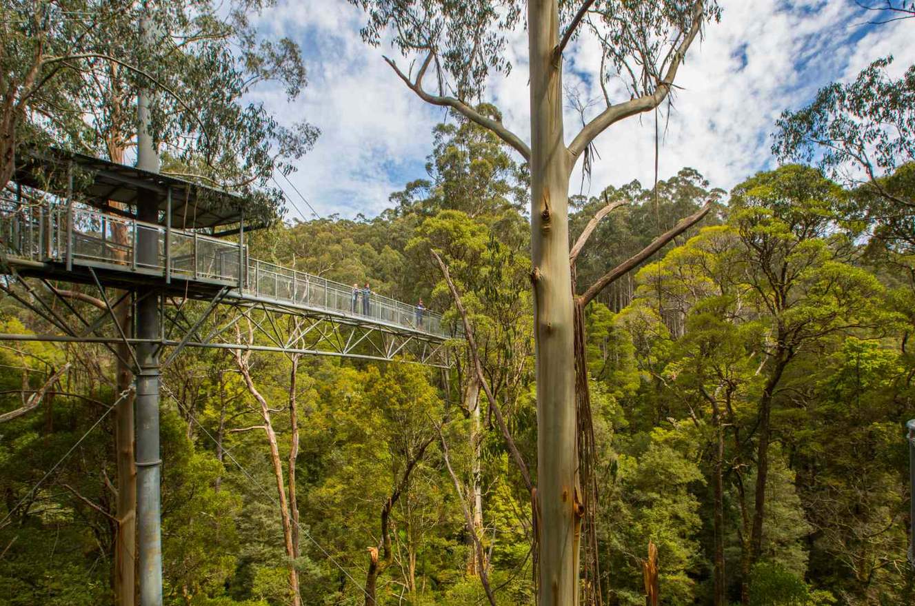 Otway Fly Treetop Adventures - Concrete Playground