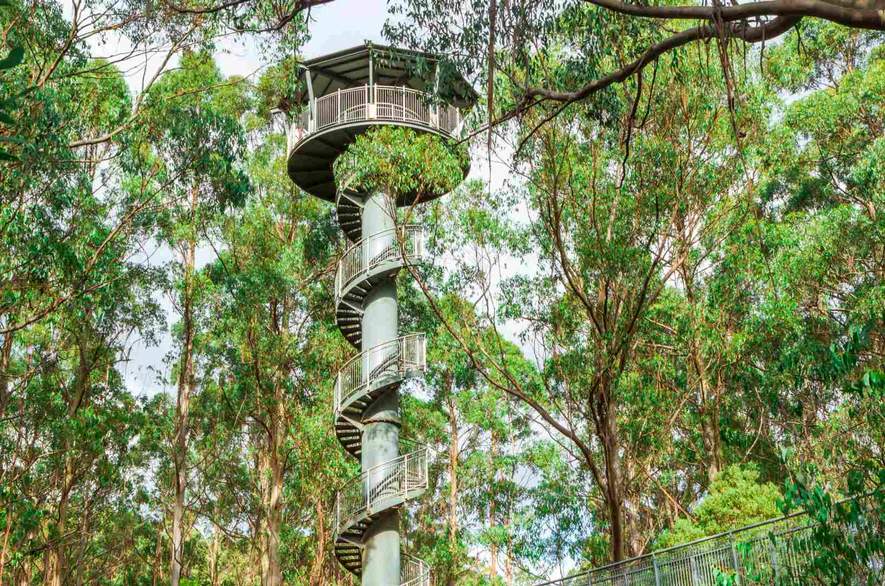 Otway Fly Treetop Adventures - Concrete Playground
