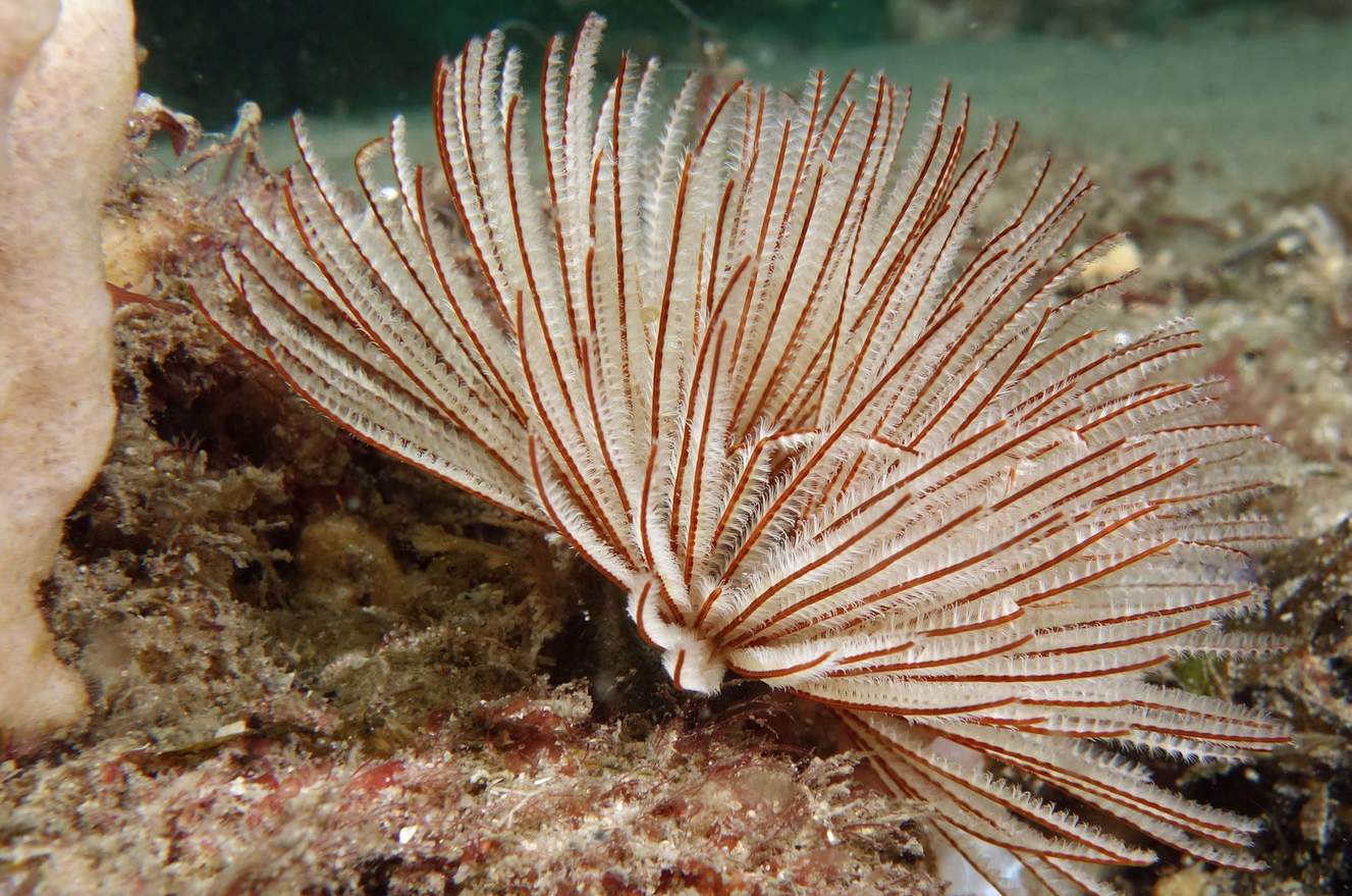 Fly Point Aquatic Reserve - Concrete Playground