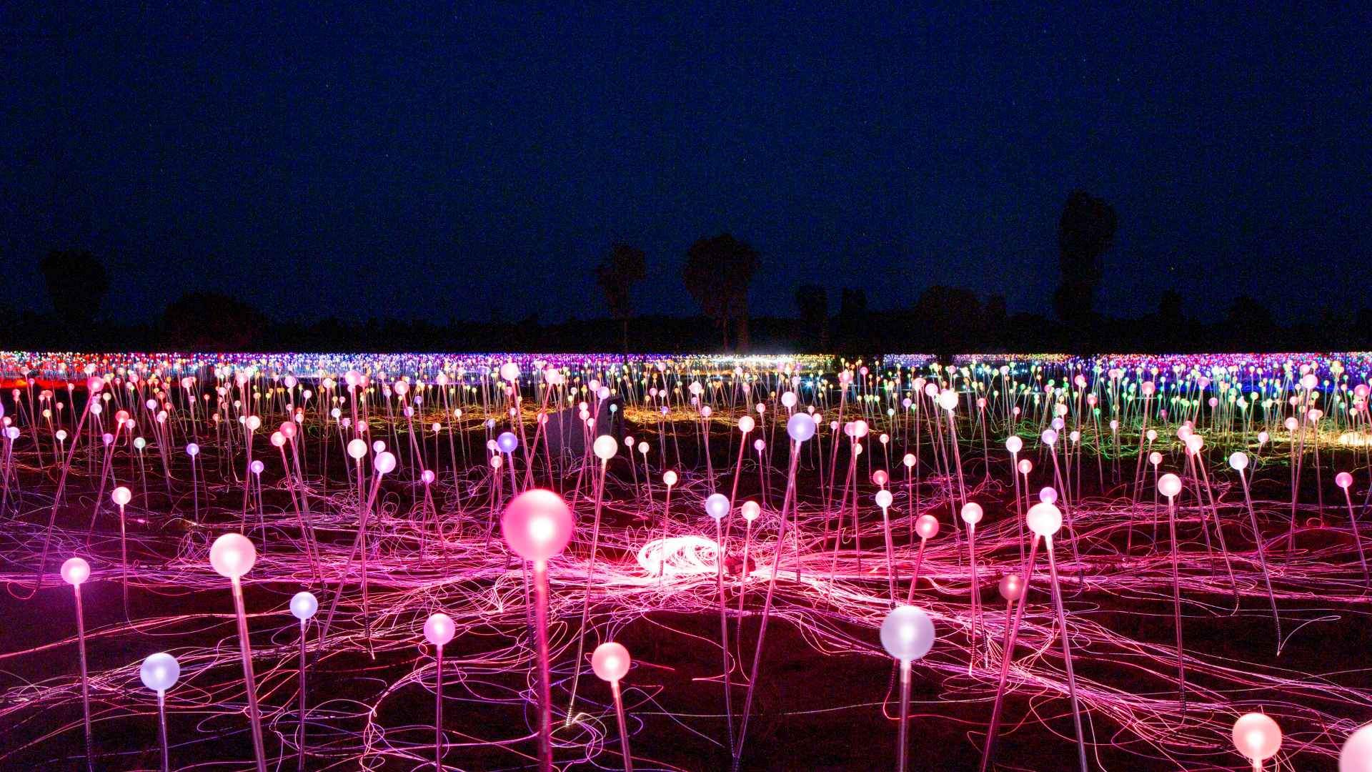 A Night at Field of Light - Concrete Playground