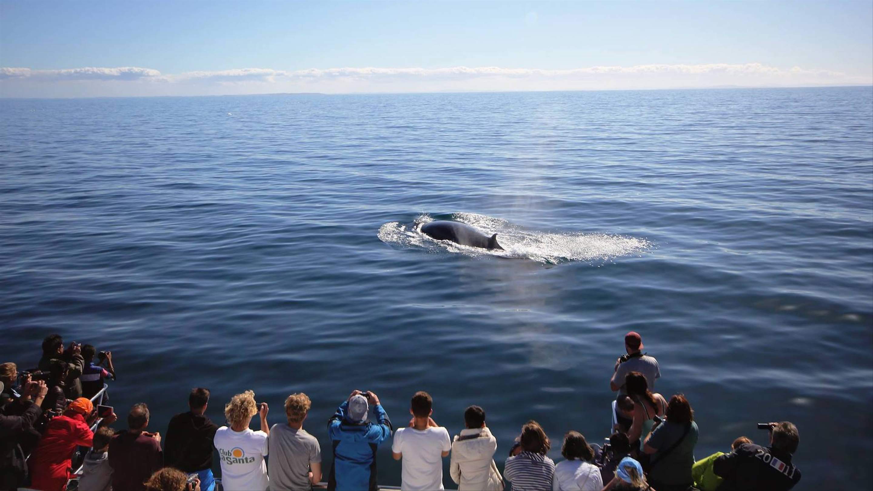 Our Auckland: Five Unforgettable Animal Encounters Our Readers Love to ...