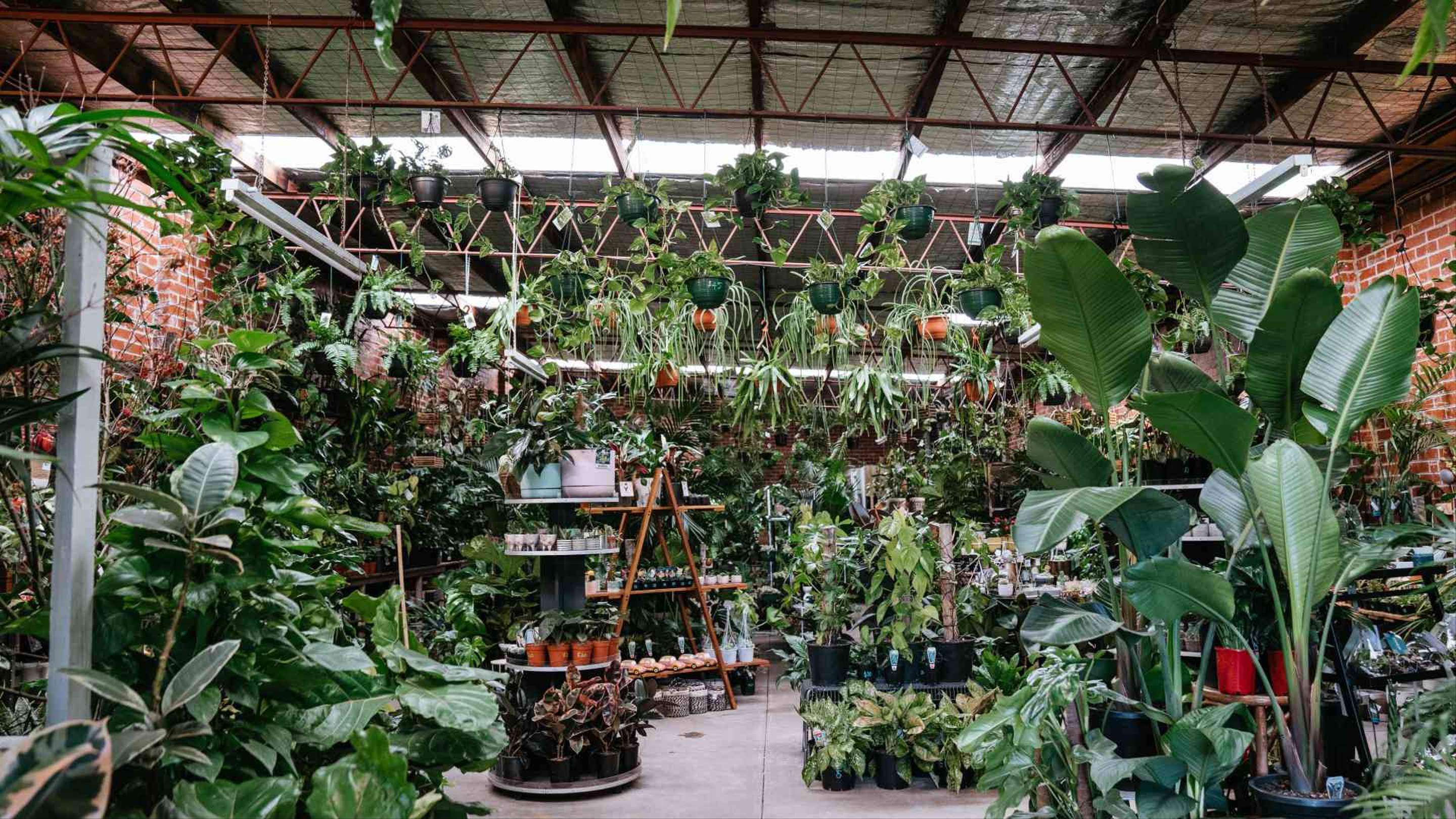 Botanicah Is Prahran's New Supersized Plant Warehouse Here to Fuel Your ...
