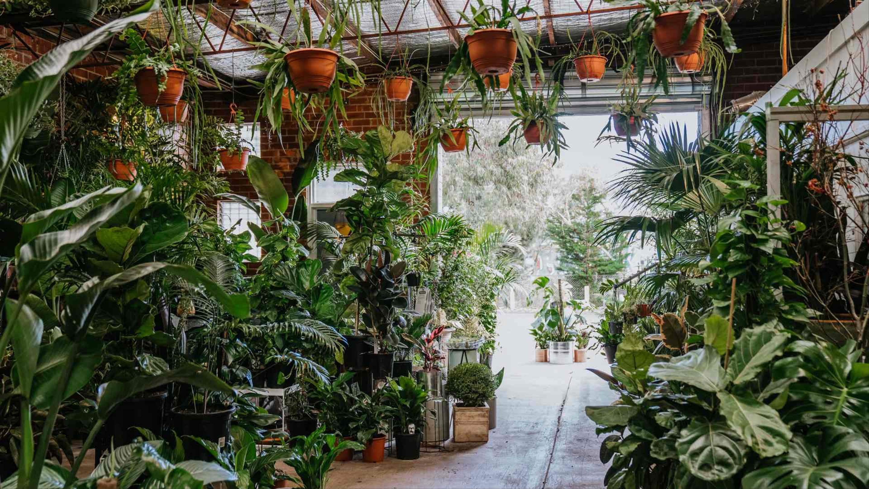 Botanicah Is Prahran's New Supersized Plant Warehouse Here to Fuel Your ...