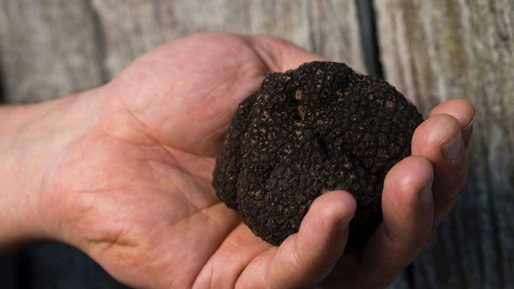 Canberra Region Truffle Festival - Concrete Playground