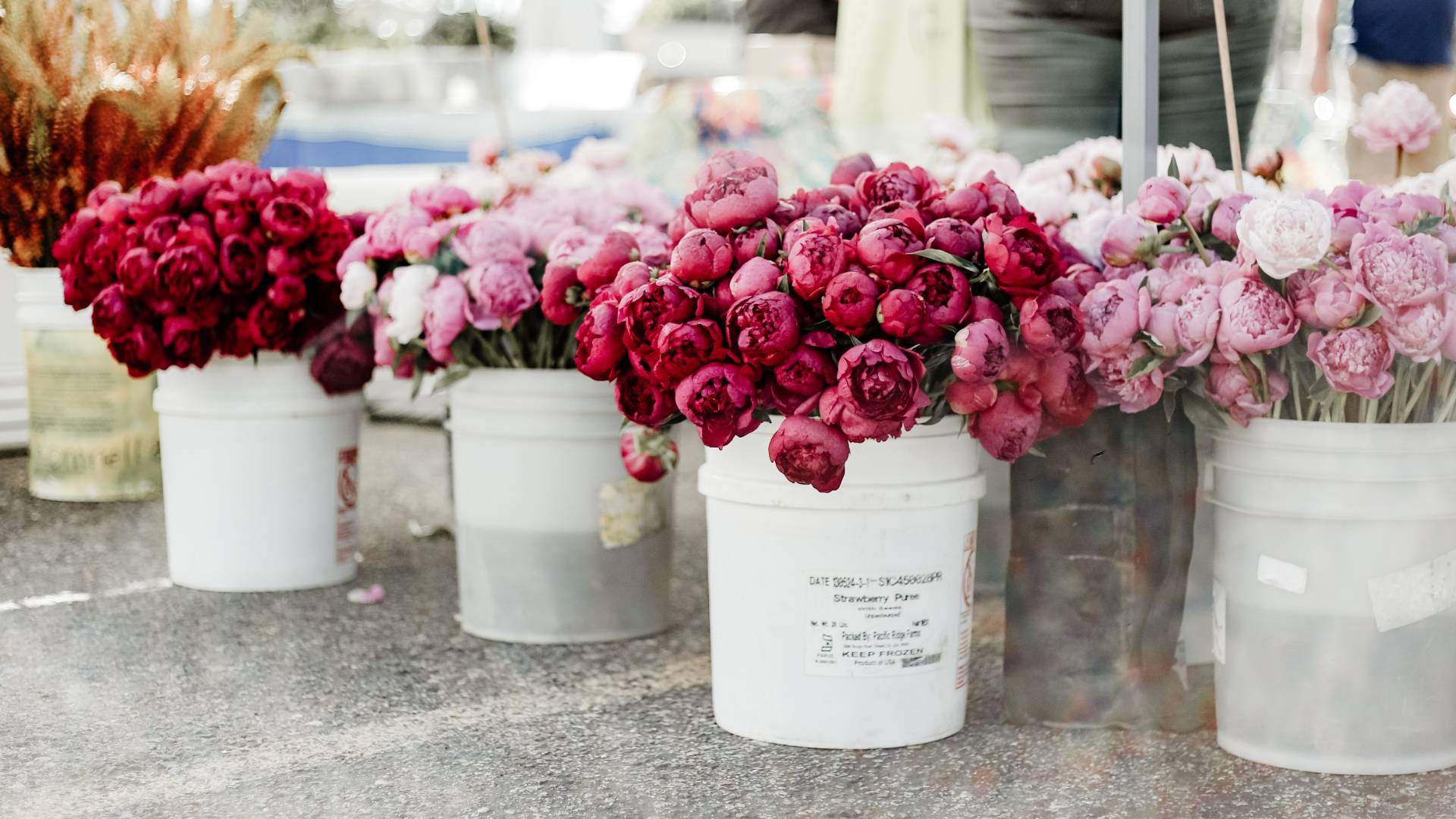 Seed Flora - Concrete Playground