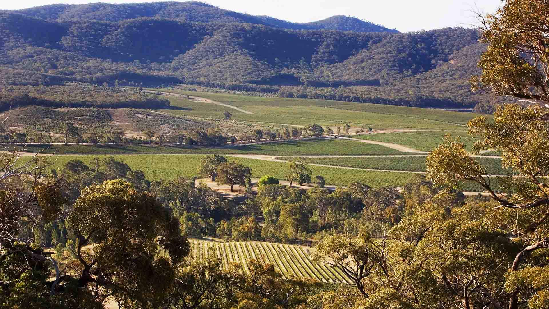 Blue Pyrenees Estate, Avoca Review