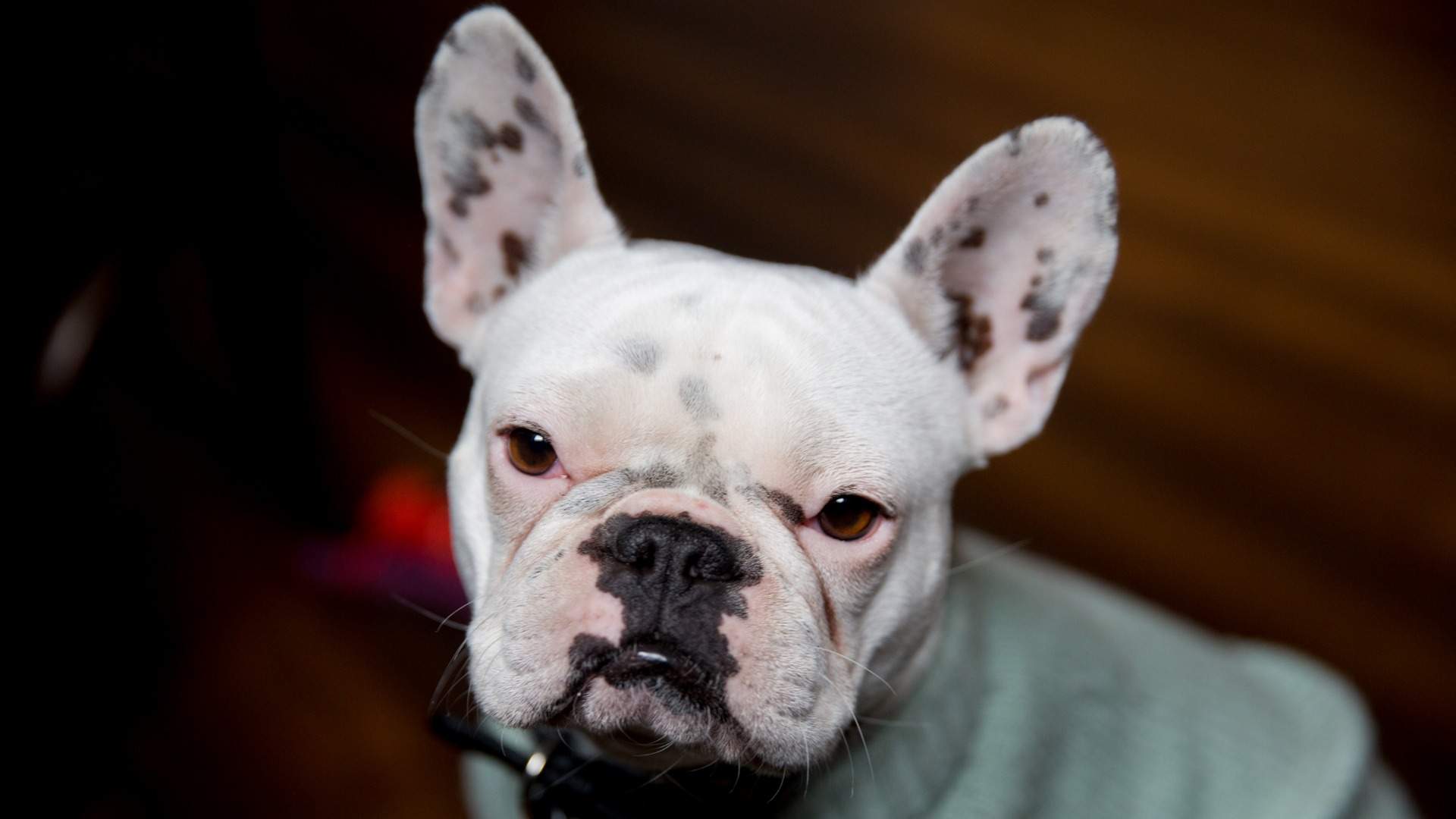 Puppy Pals of Harlow Competition, Melbourne