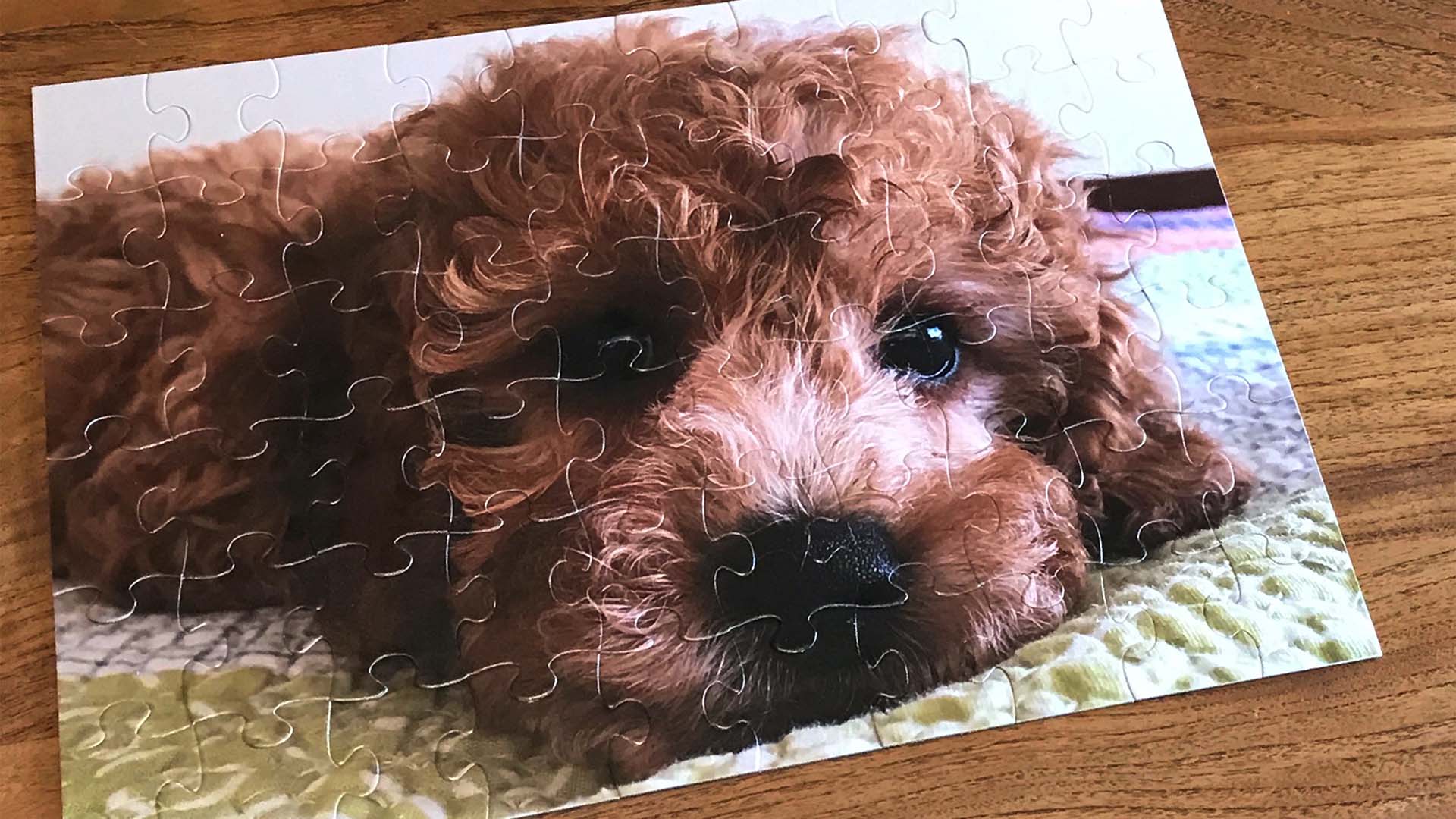 This Aussie Website Will Turn Your Pet's Cute Face Into Your Own ...