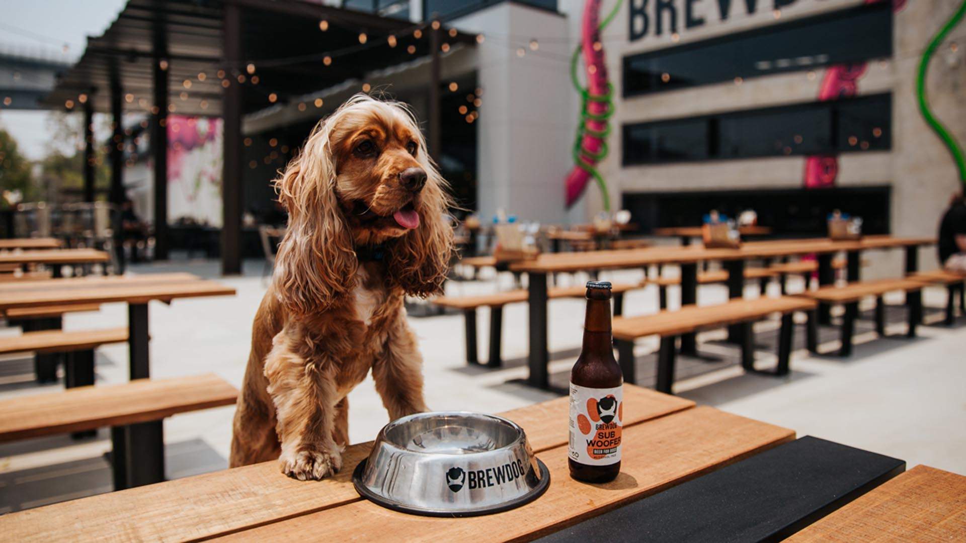 BrewDog's Dog Pawties - Concrete Playground