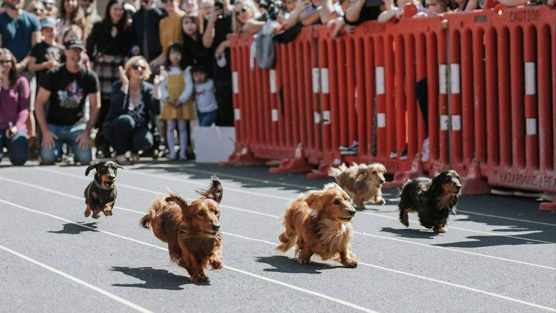 NZ Wiener Dog Derby, Auckland