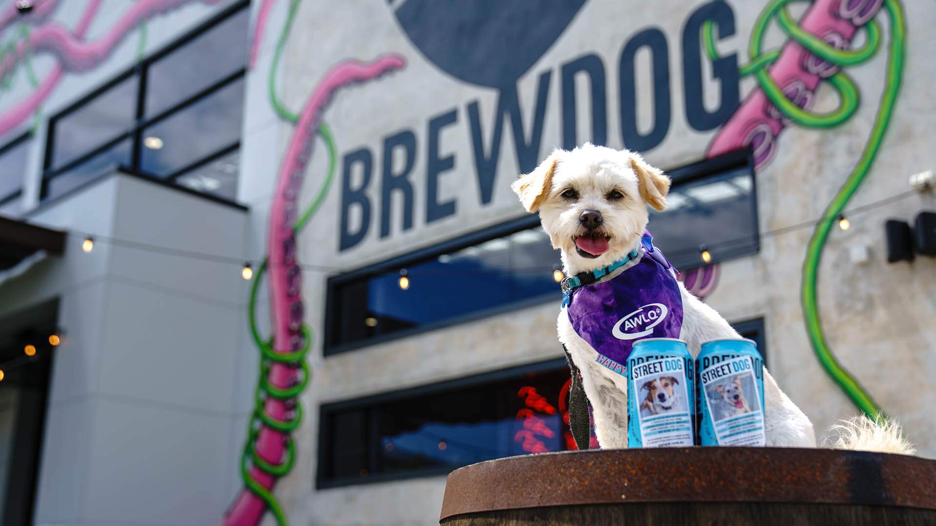 BrewDog Has Given Its Cans a Makeover to Profile Cute Pooches Currently ...