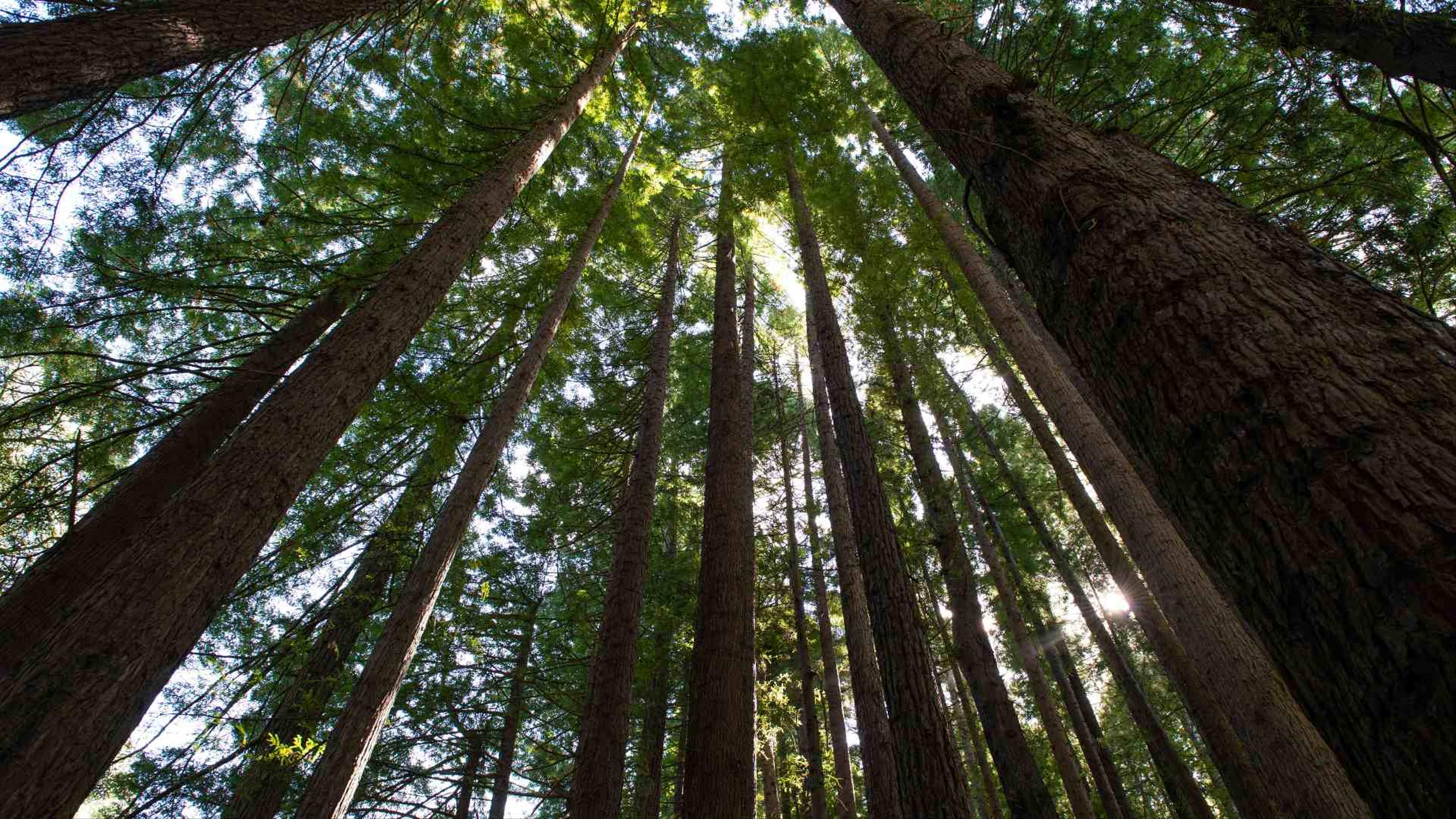 Eight Unexpected Natural Wonders to Visit Around Victoria