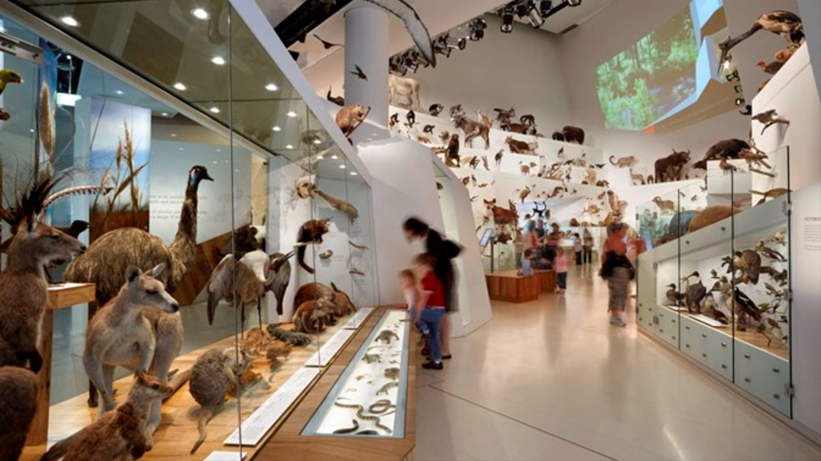 Melbourne Museum's Long-Running Animal Exhibition Is Closing After 11 ...
