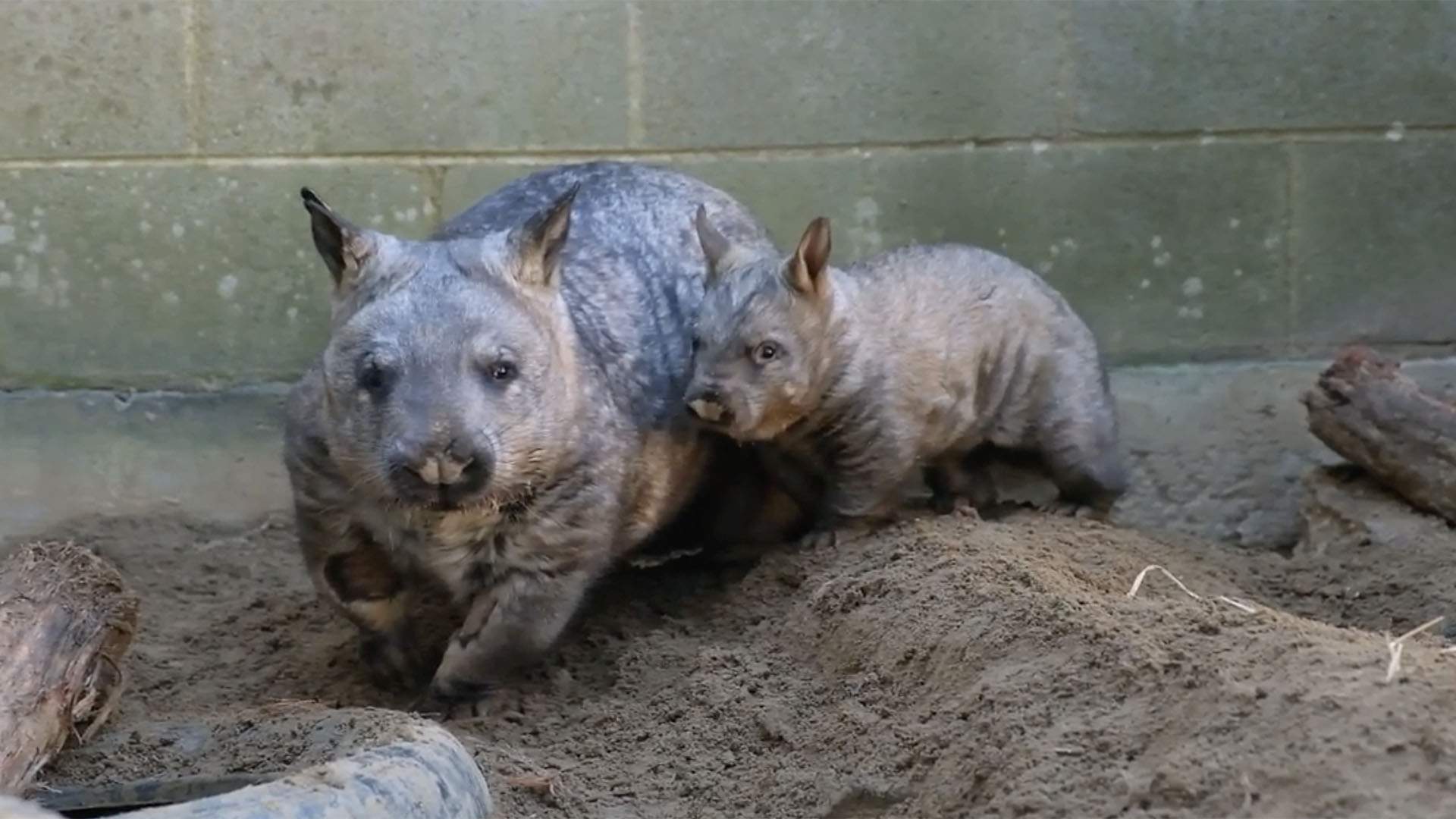 Taronga Zoo Has Welcomed a New Southern Hairy-Nosed Wombat Joey and It ...