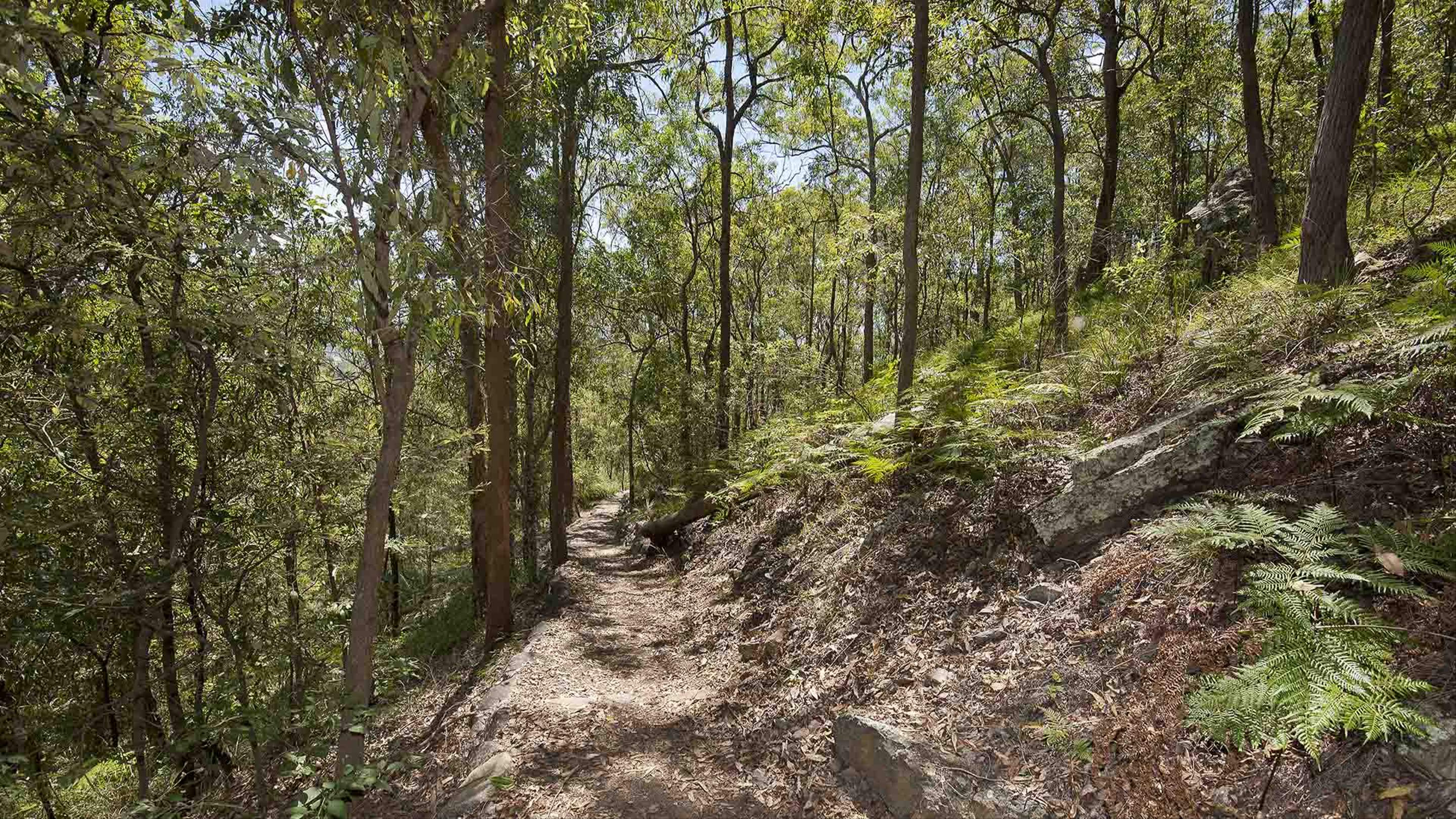 The Best Brisbane Hiking Trails Within 50 Kilometres of the CBD