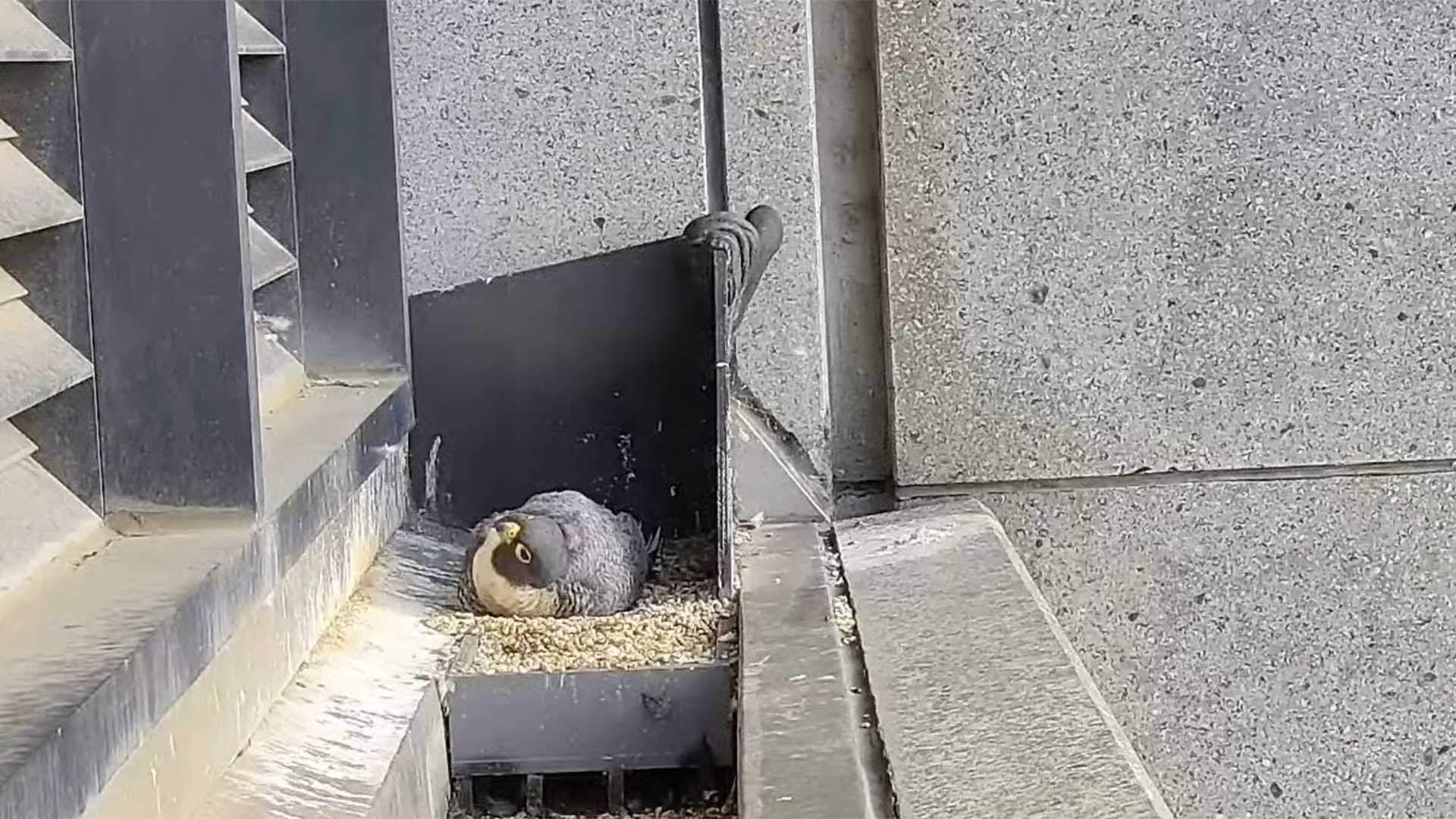 This Adorable Live-Stream Lets You Watch Collins Street's Peregrine ...