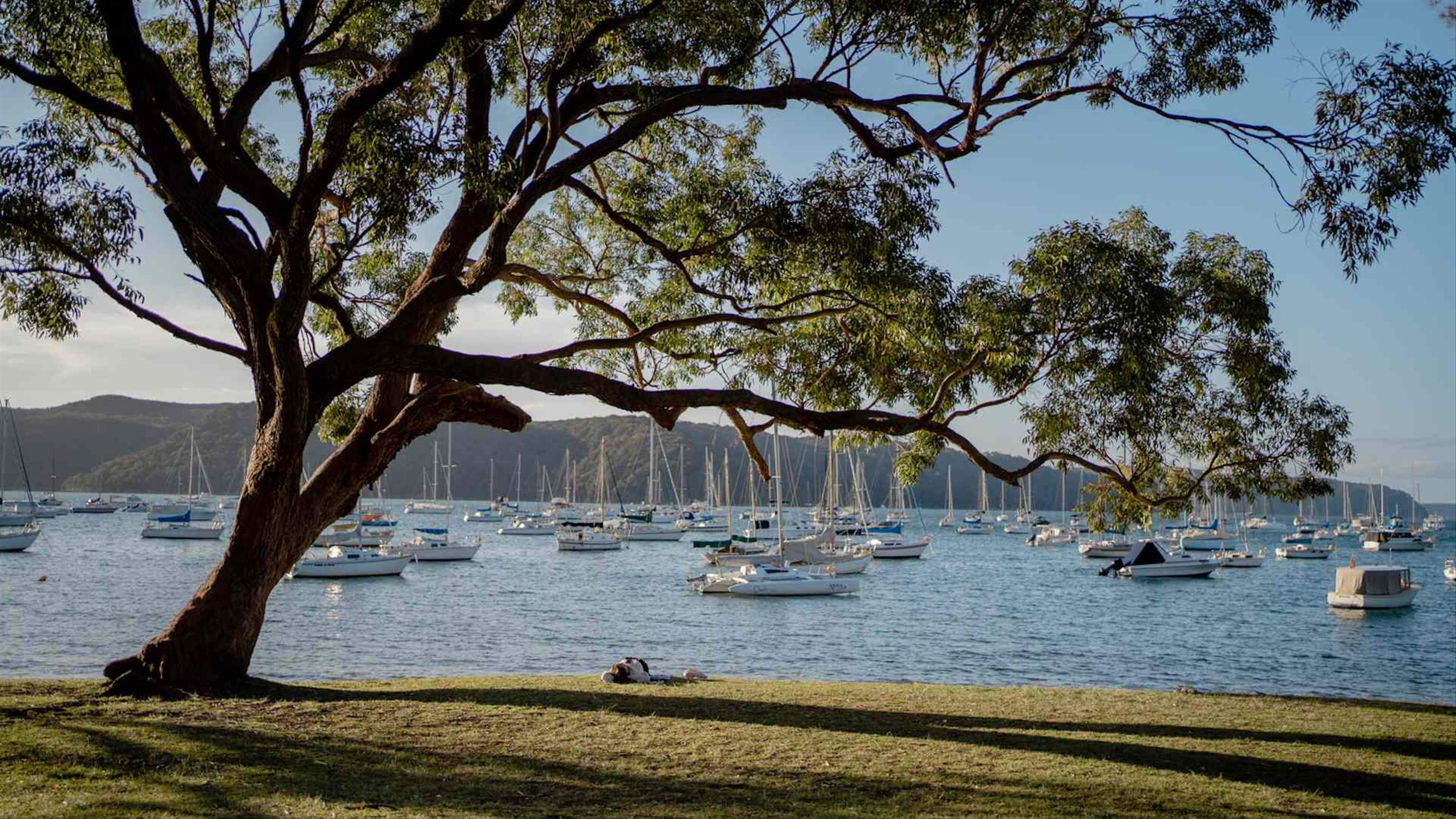 Seven Idyllic Spots for a Picnic on the Northern Beaches Where You Can ...