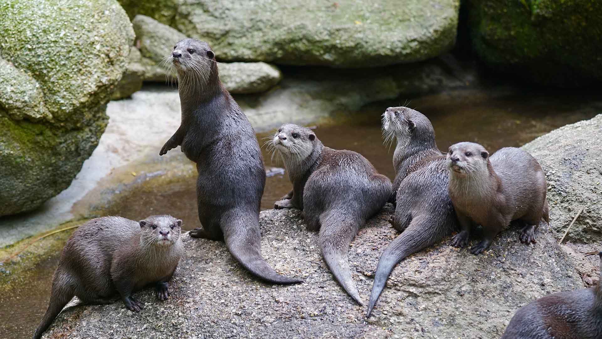 Melbourne Zoo Is Live-Streaming Its Adorable Family of Small-Clawed ...