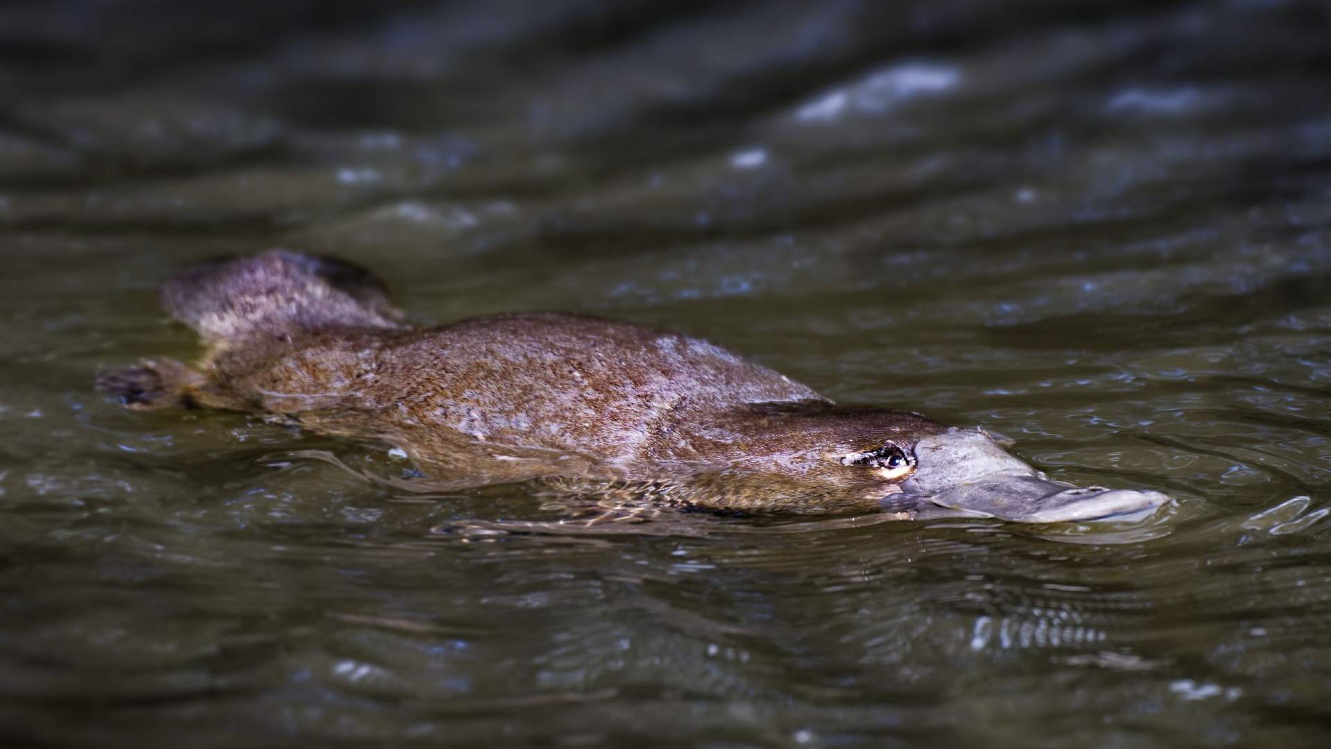 Ten Platypuses Reintroduced to the Royal National Park Are Loving Their ...