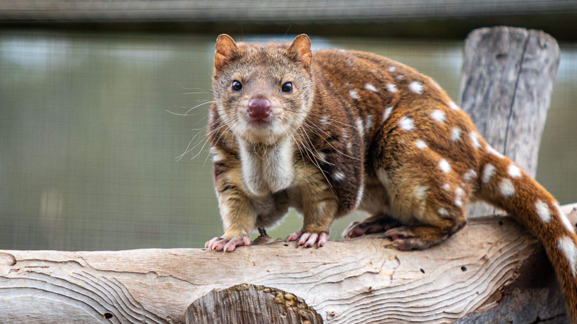 A New National Park Is Set to Be Established in Western Sydney to Help ...