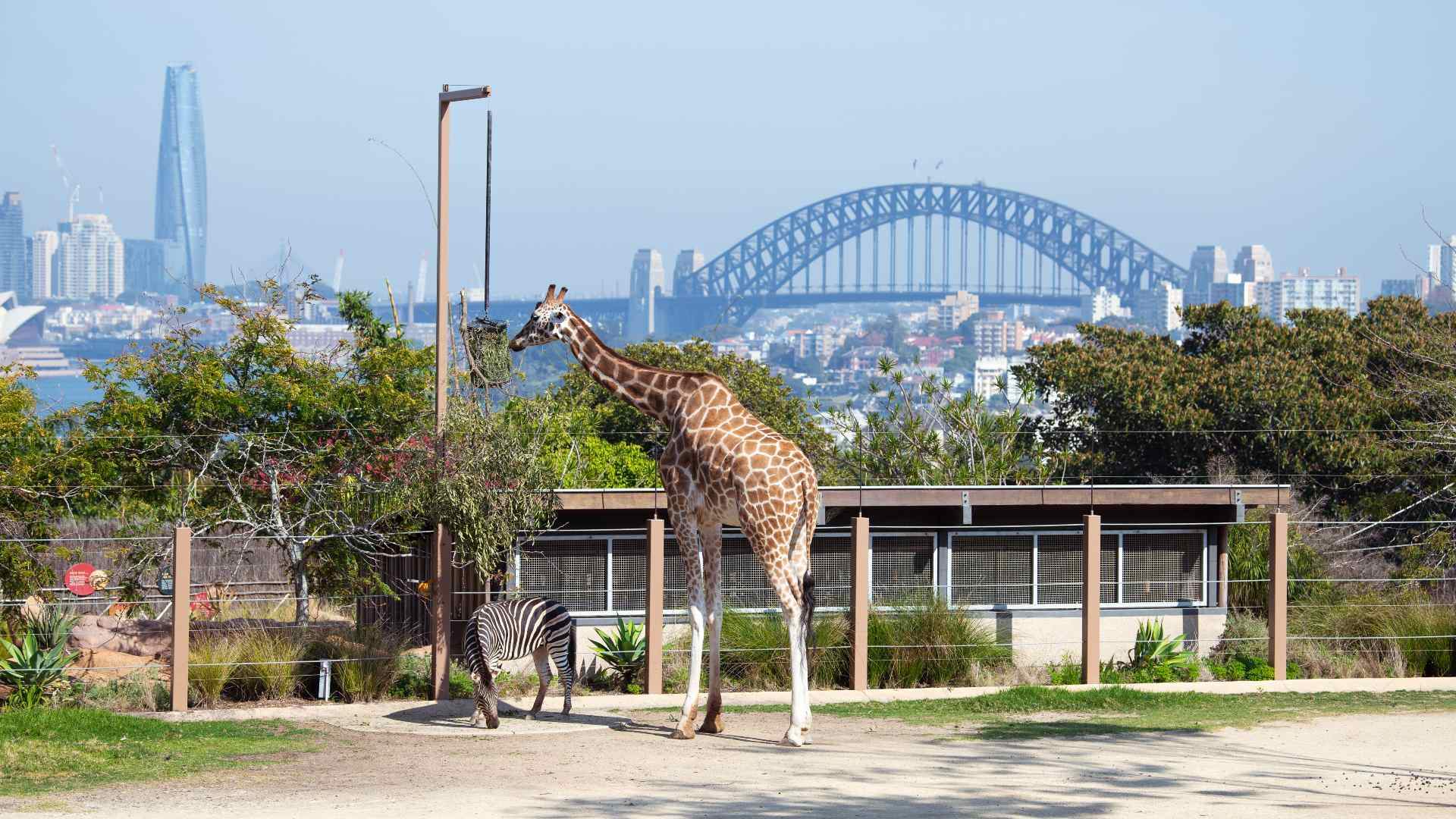 Taronga Zoo - Concrete Playground