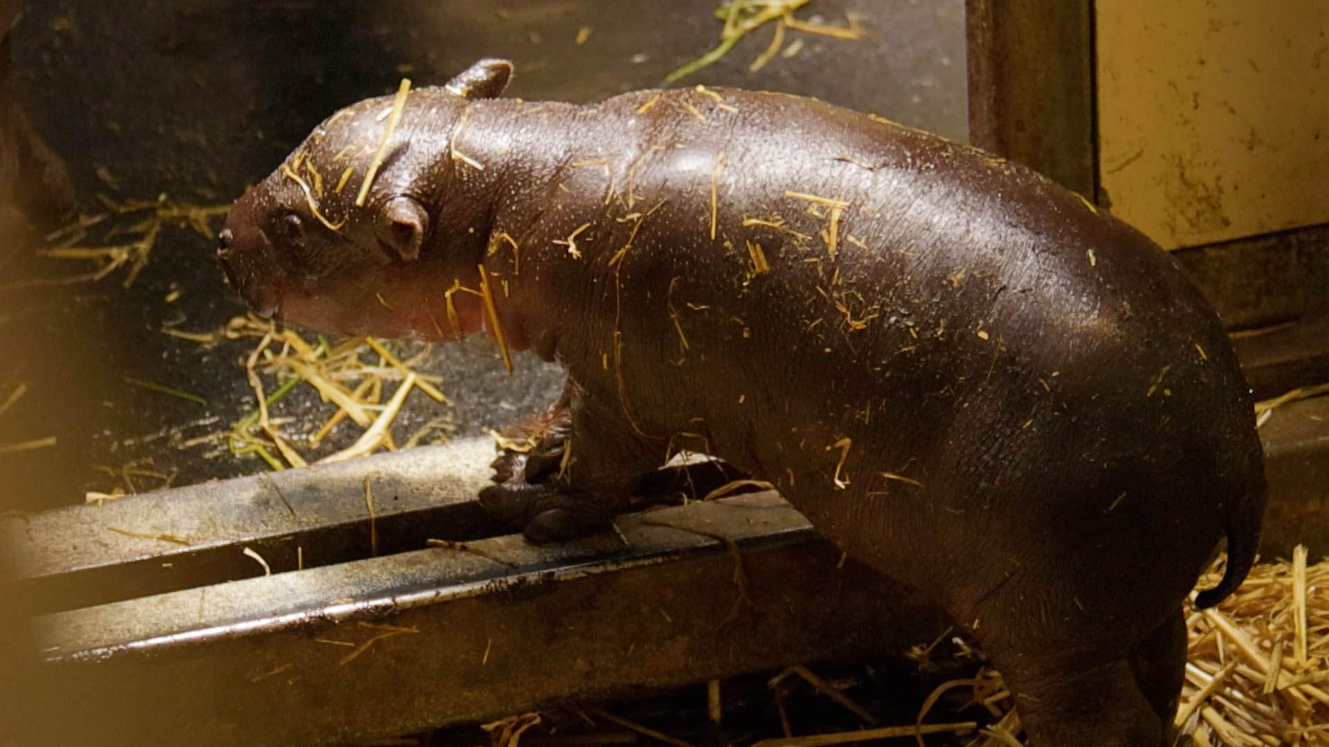 Taronga Zoo Has Released Footage of Its New Pygmy Hippo Calf to Give ...