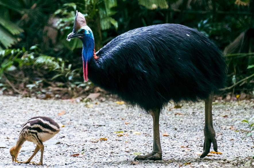The Community for Coastal and Cassowary Conservation - Concrete Playground