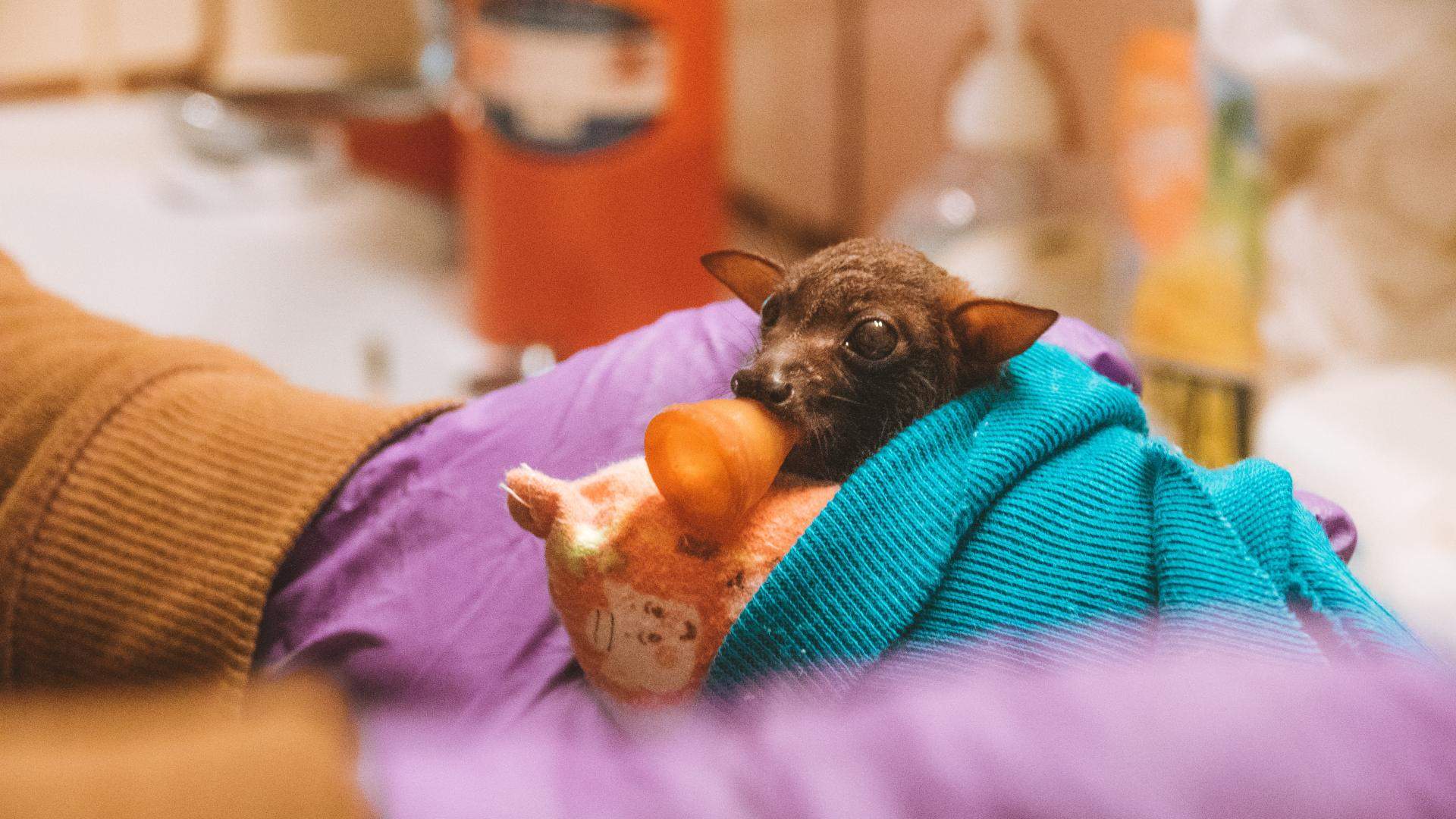 Tolga Bat Hospital - Concrete Playground