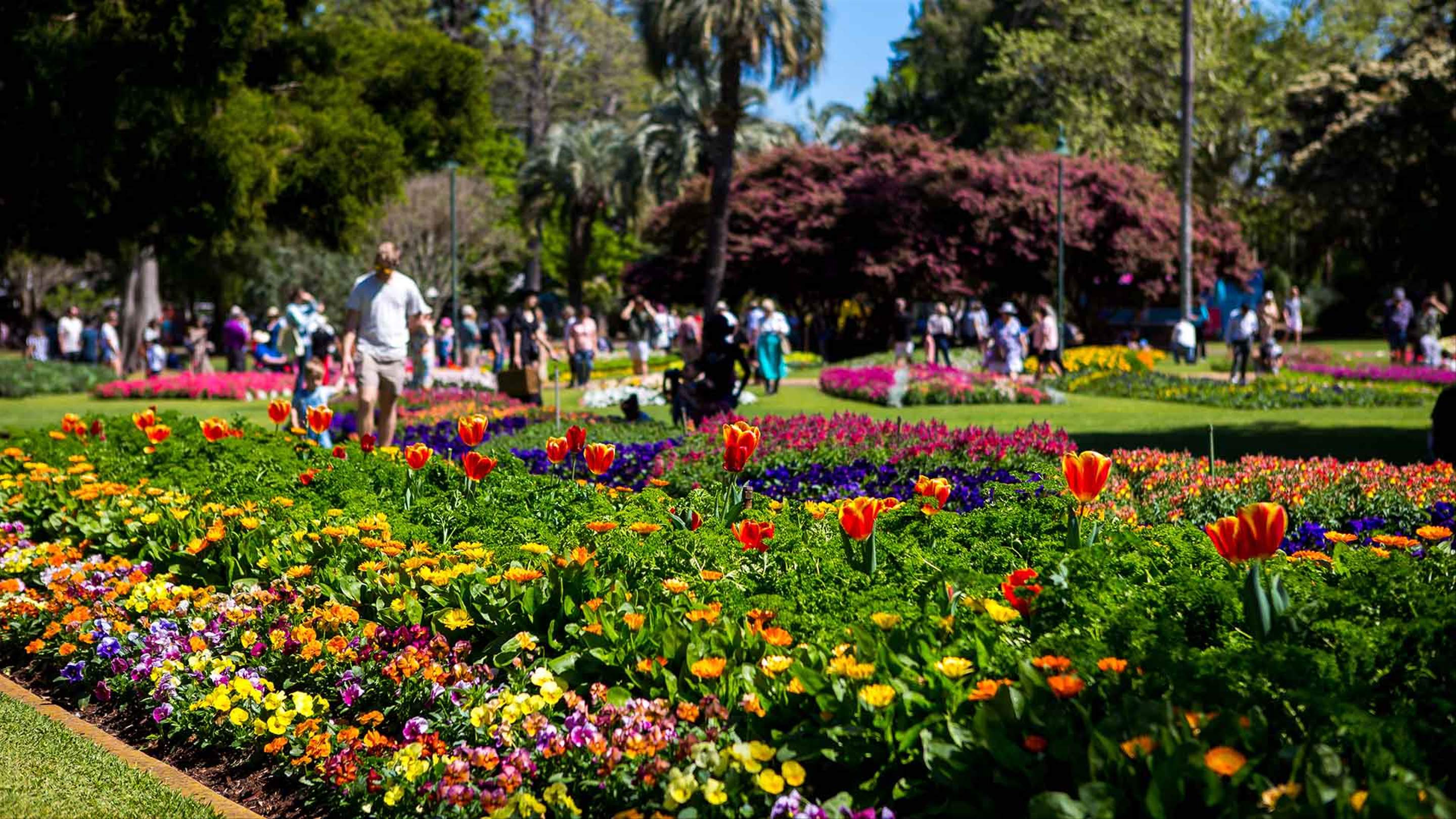 Toowoomba's 2023 Carnival of Flowers Program Is Here — and There'll Be 190,000 Blooms to Frolic ...