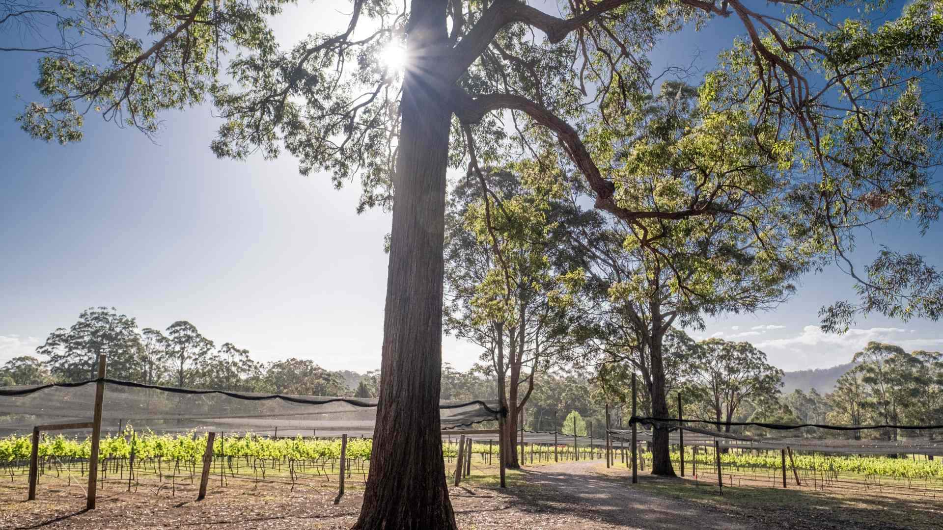Long Point Vineyard & Art Gallery, Lake Cathie Review