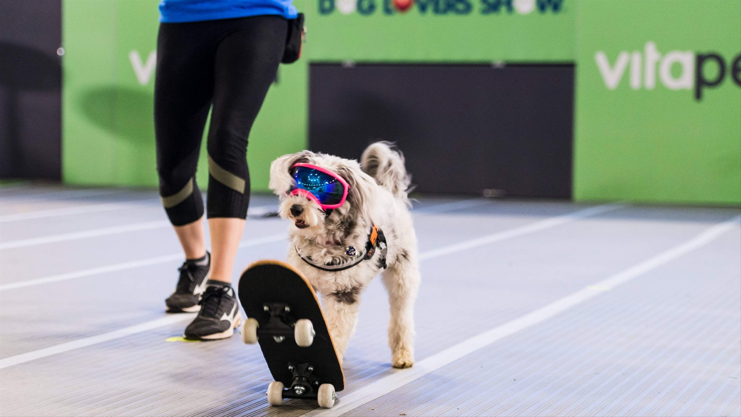 Sydney Dog Lovers Festival 2023 - Concrete Playground