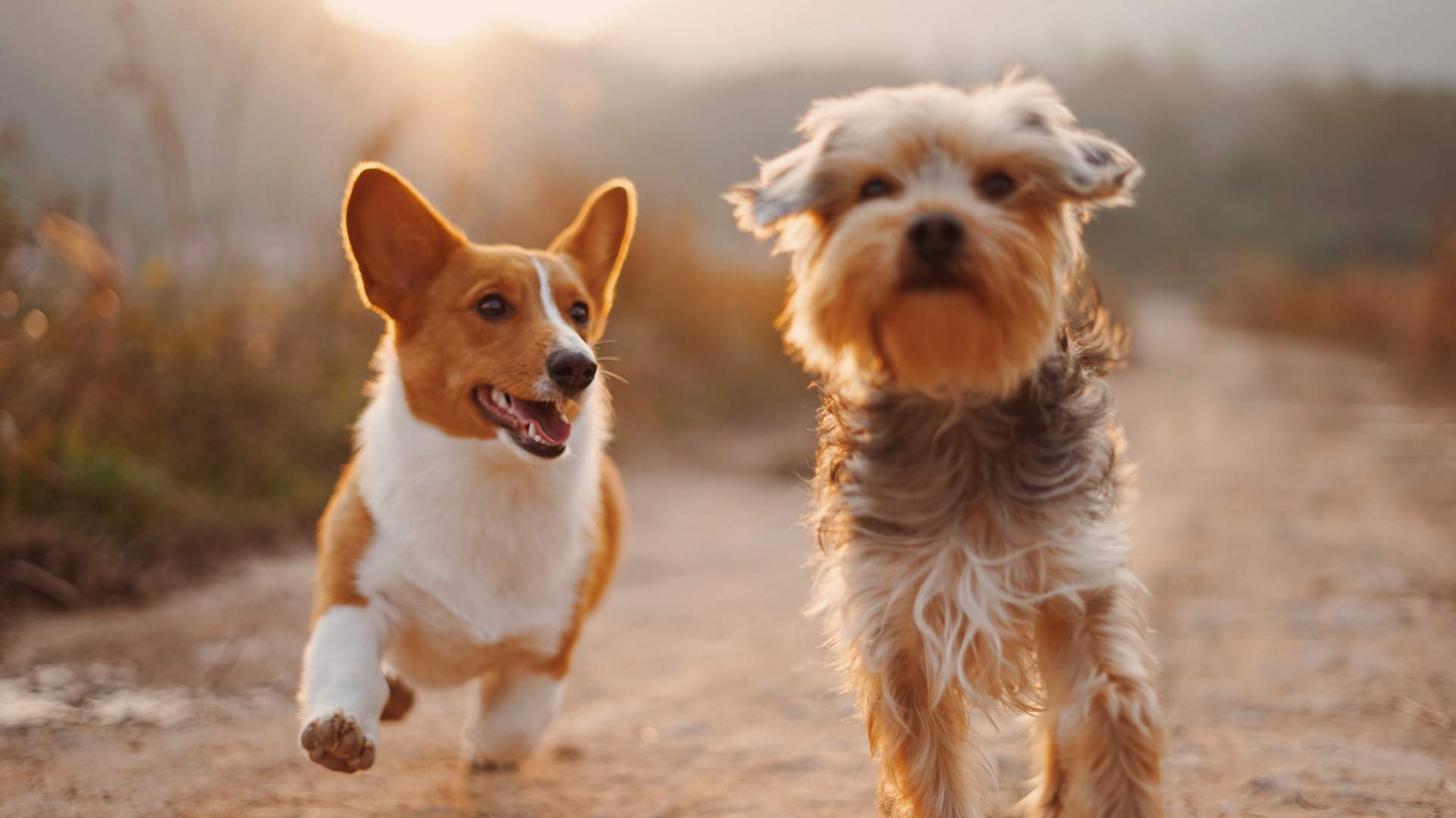 Woof Doof - Concrete Playground