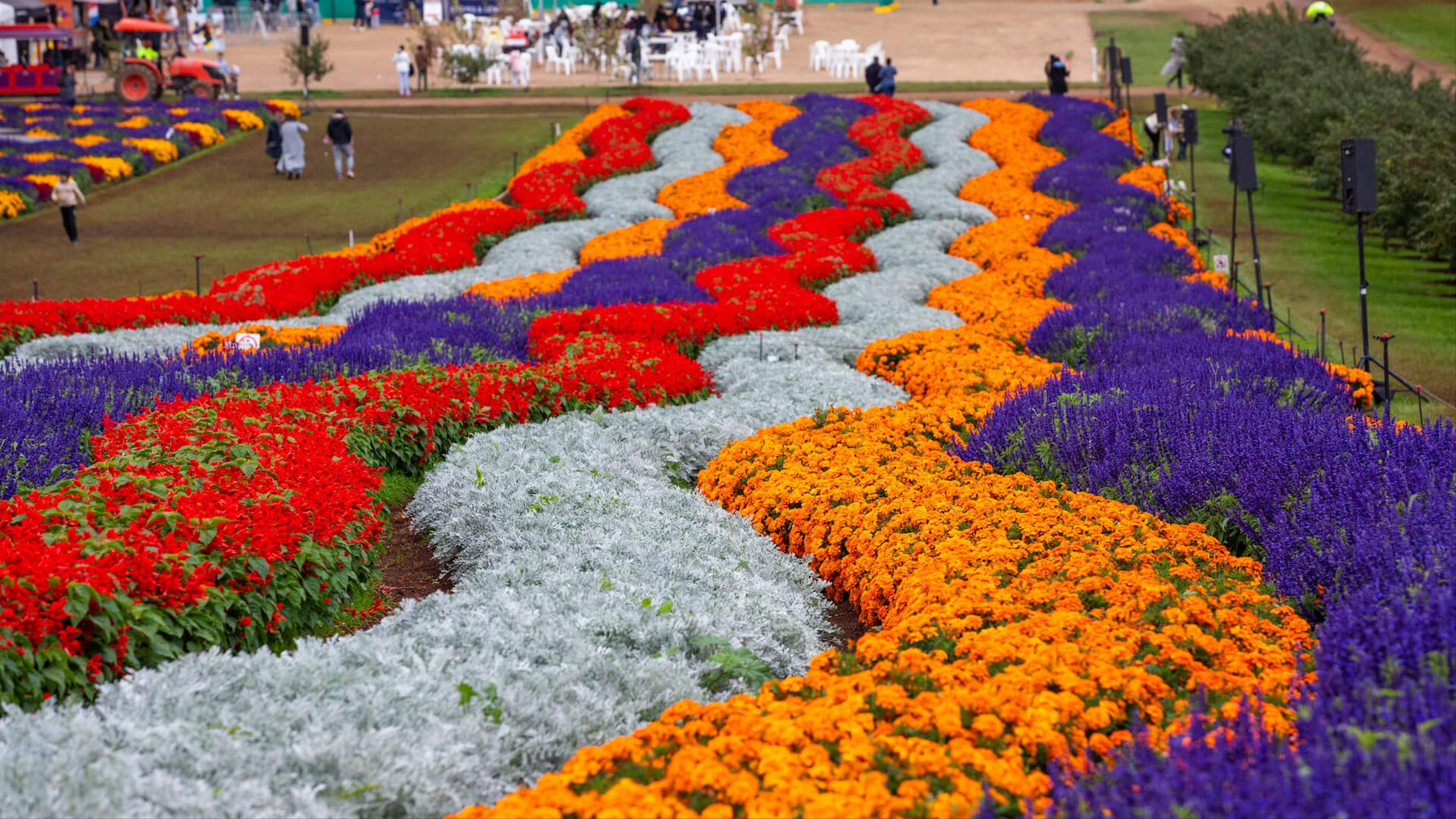 Tesselaar Kabloom — Festival of Flowers: All the Details