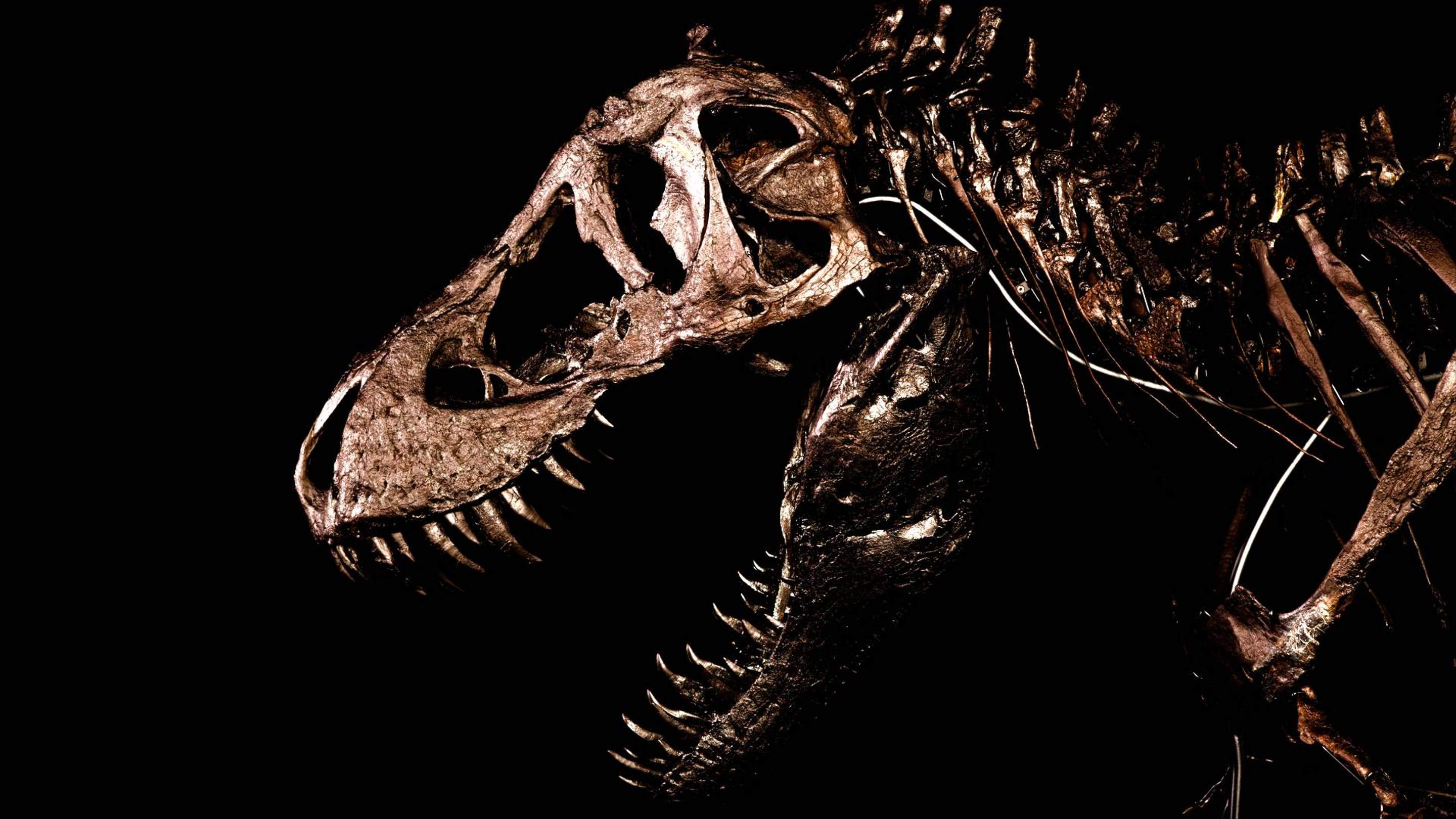 A 67 Million-Year-Old T-Rex Skeleton Is Coming to Auckland in an ...