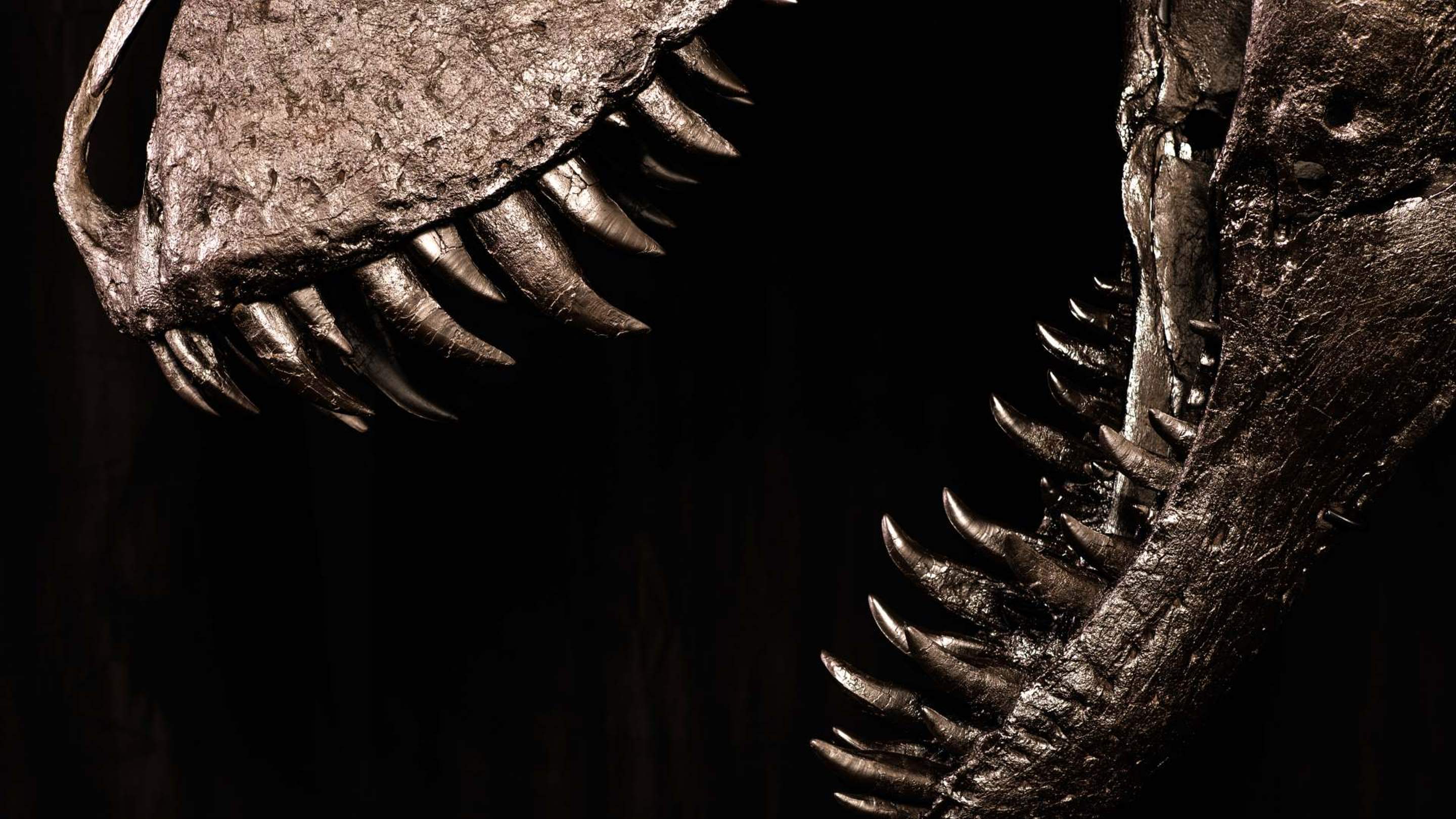 A 67 Million-Year-Old T-Rex Skeleton Is Coming to Auckland in an ...