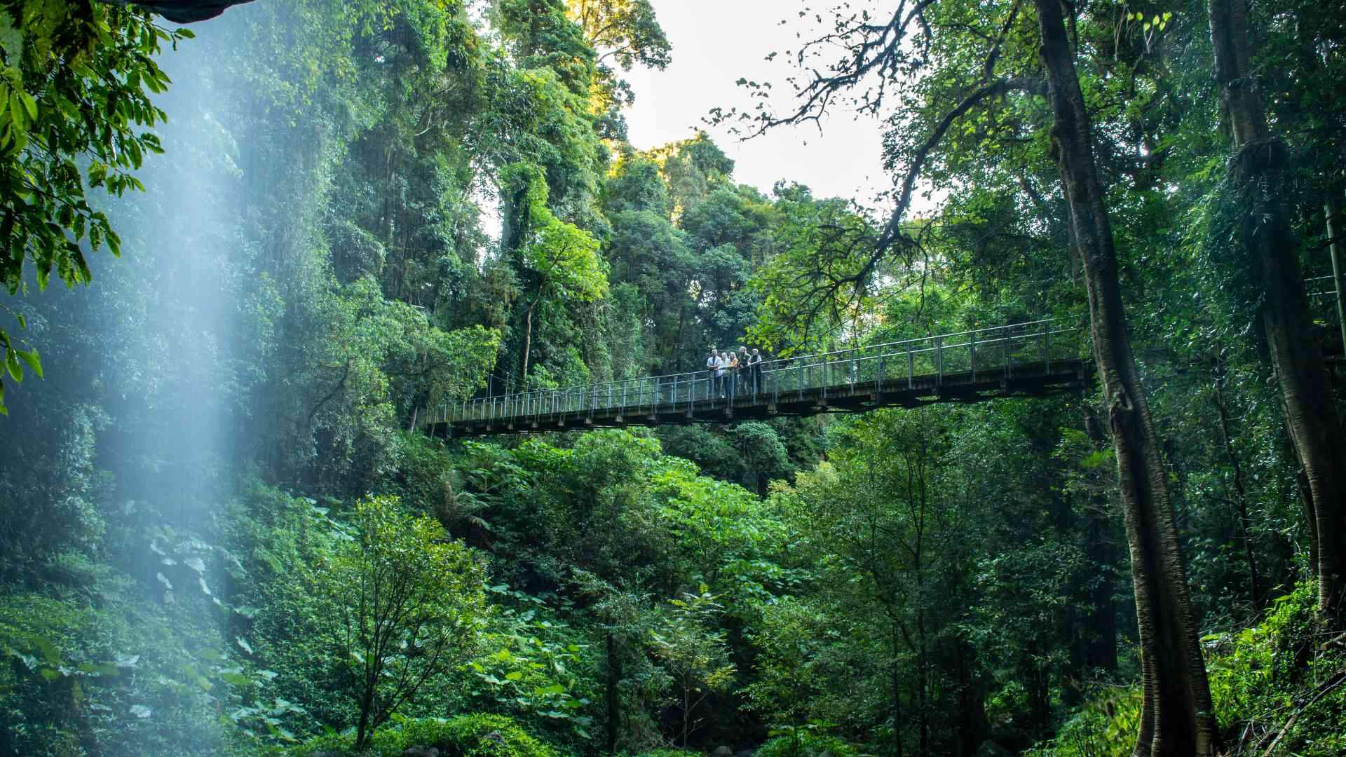 Dorrigo National Park - Concrete Playground