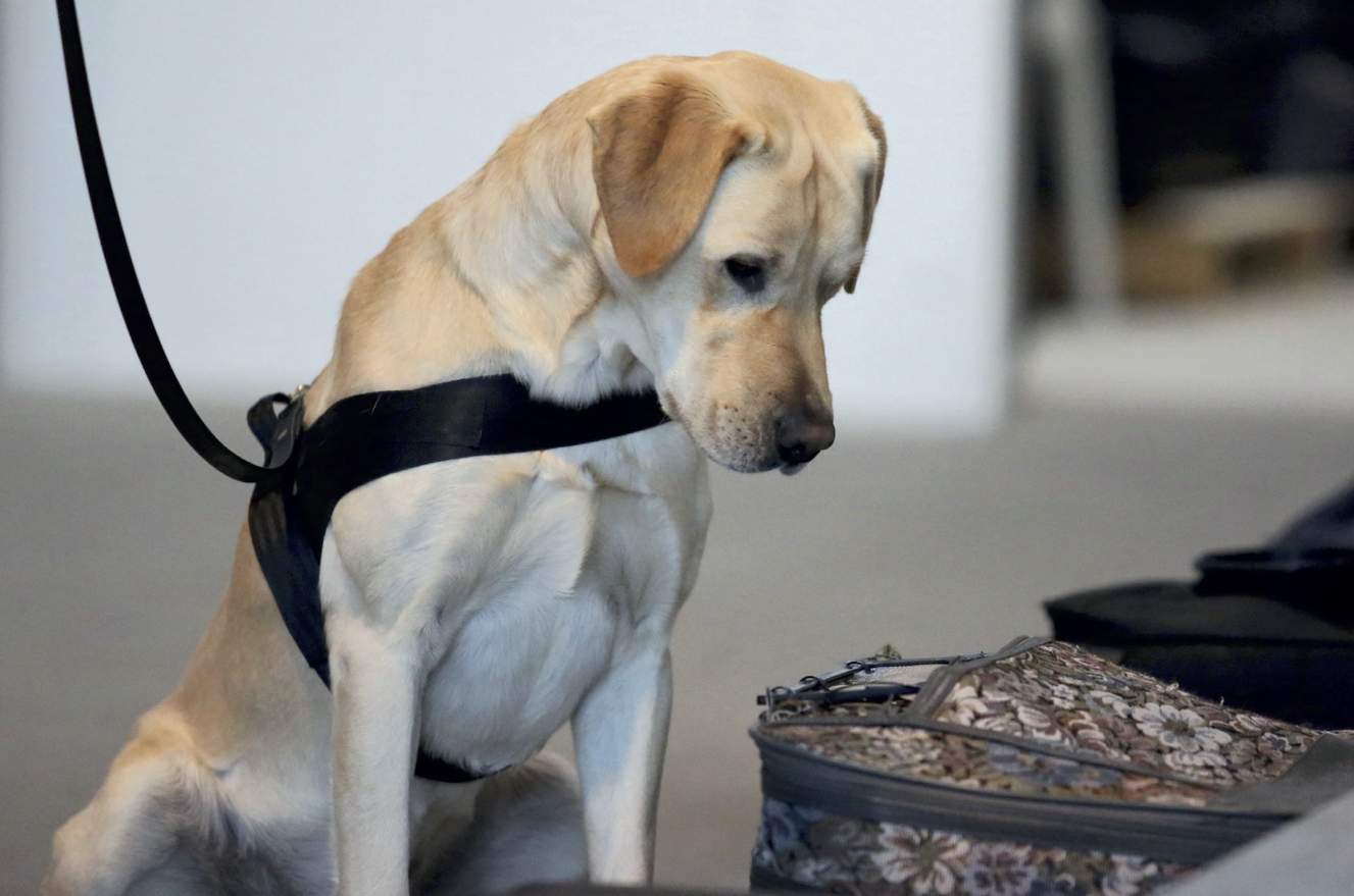 The Australian Border Force Needs You to Foster a Detector Dog ...