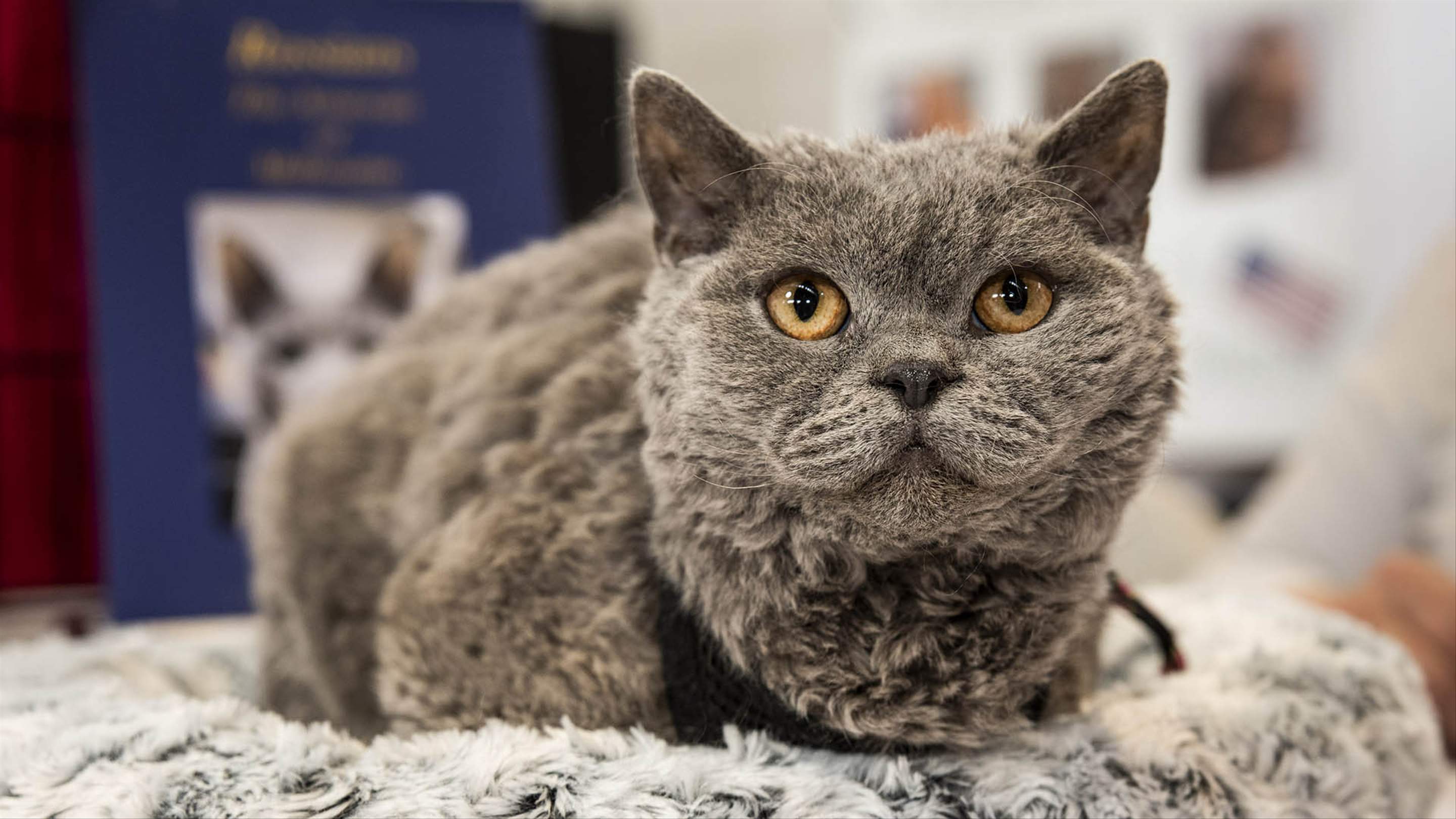Sydney Cat Lovers Festival 2023 - Concrete Playground