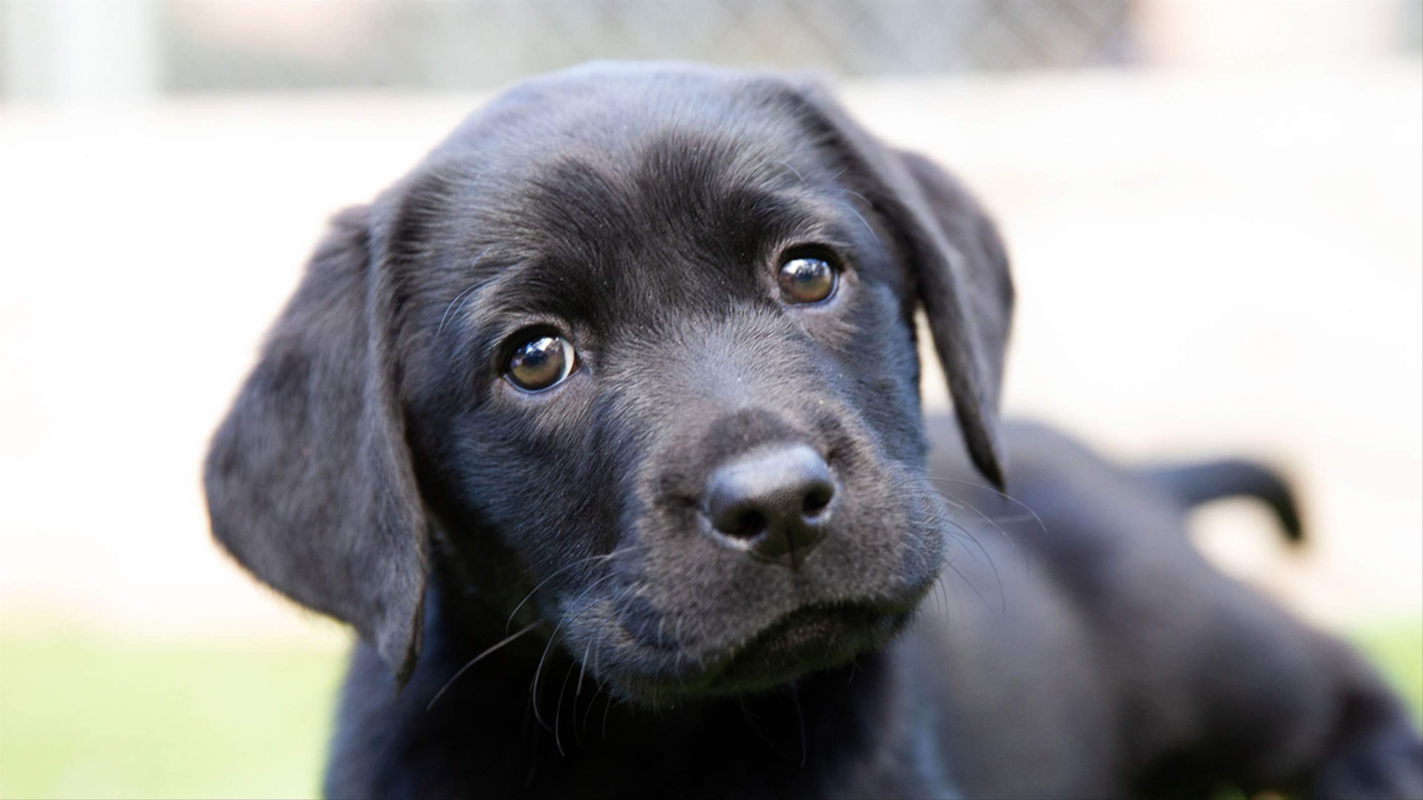 Melbourne, You're Up: Guide Dogs Victoria Wants You to Look After These ...