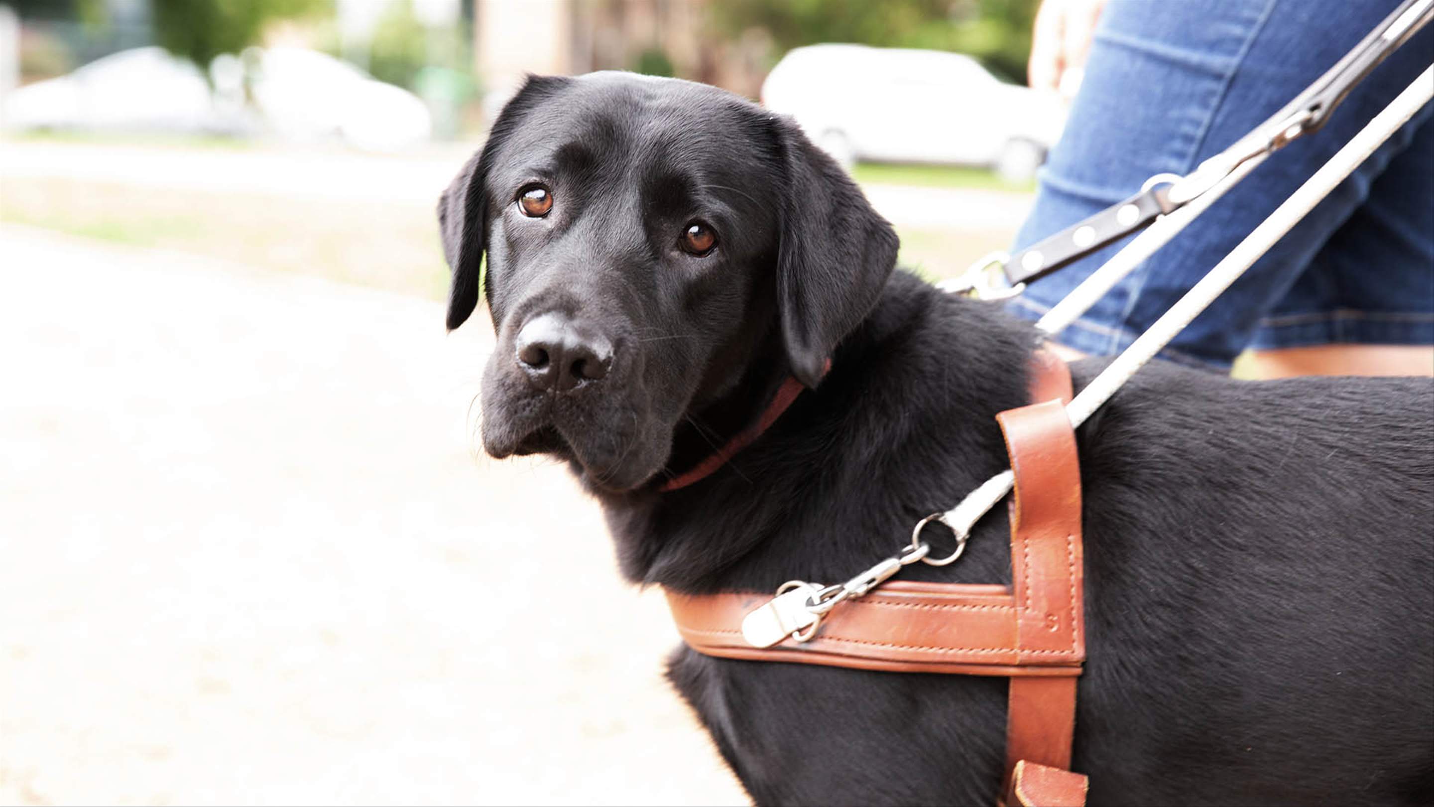 'Born to Lead' Is the Adorable New Docuseries That Goes Behind the ...