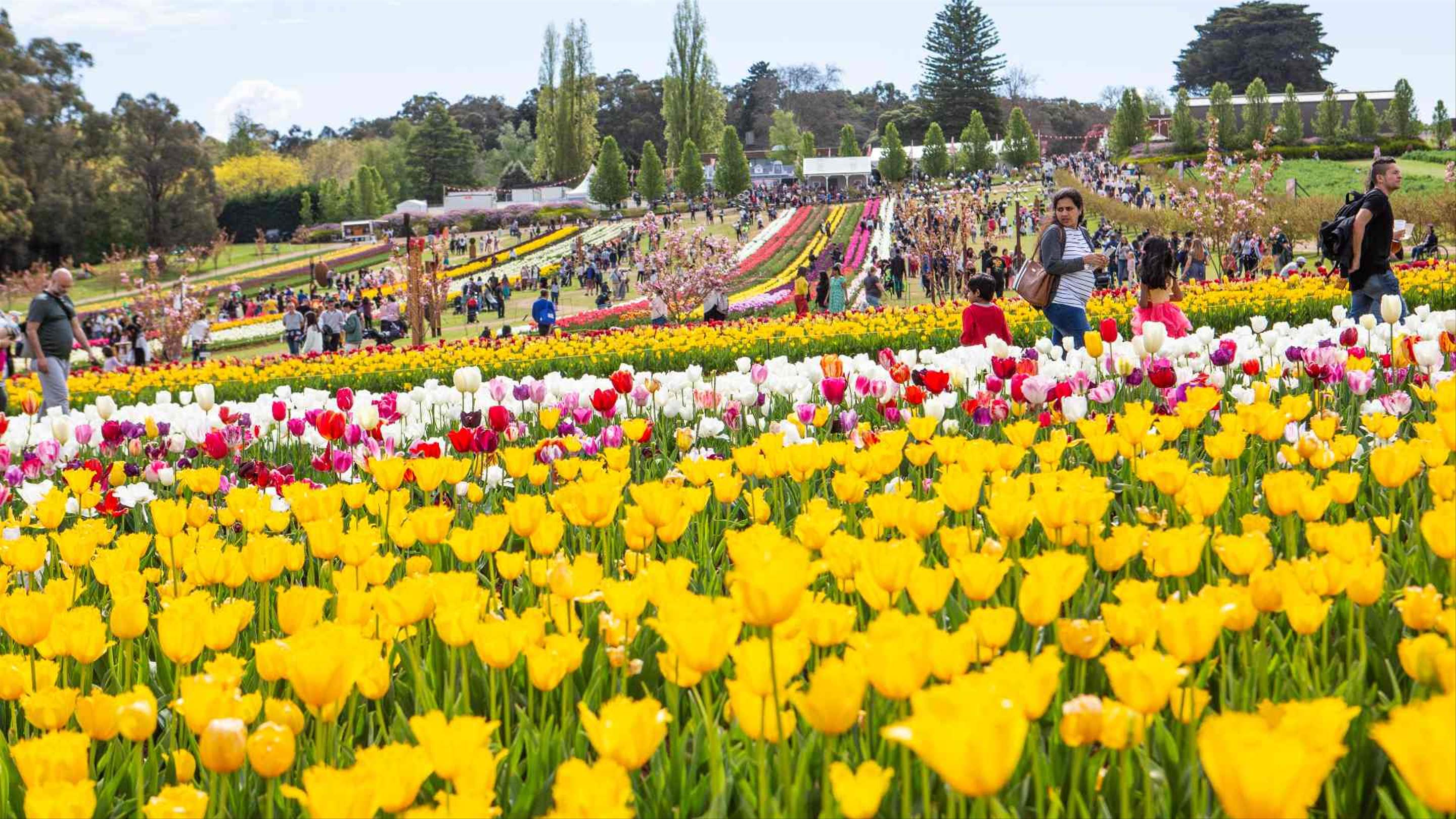 Tesselaar Tulip Festival 2023 - Concrete Playground