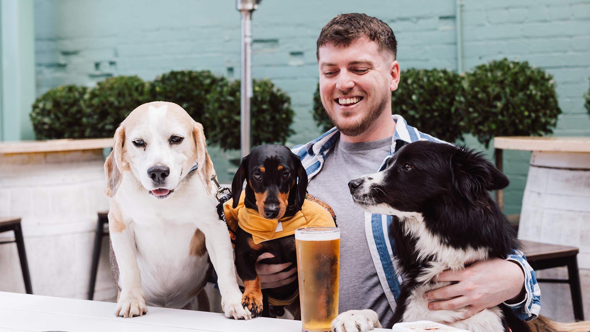 Paws and Pints - Concrete Playground